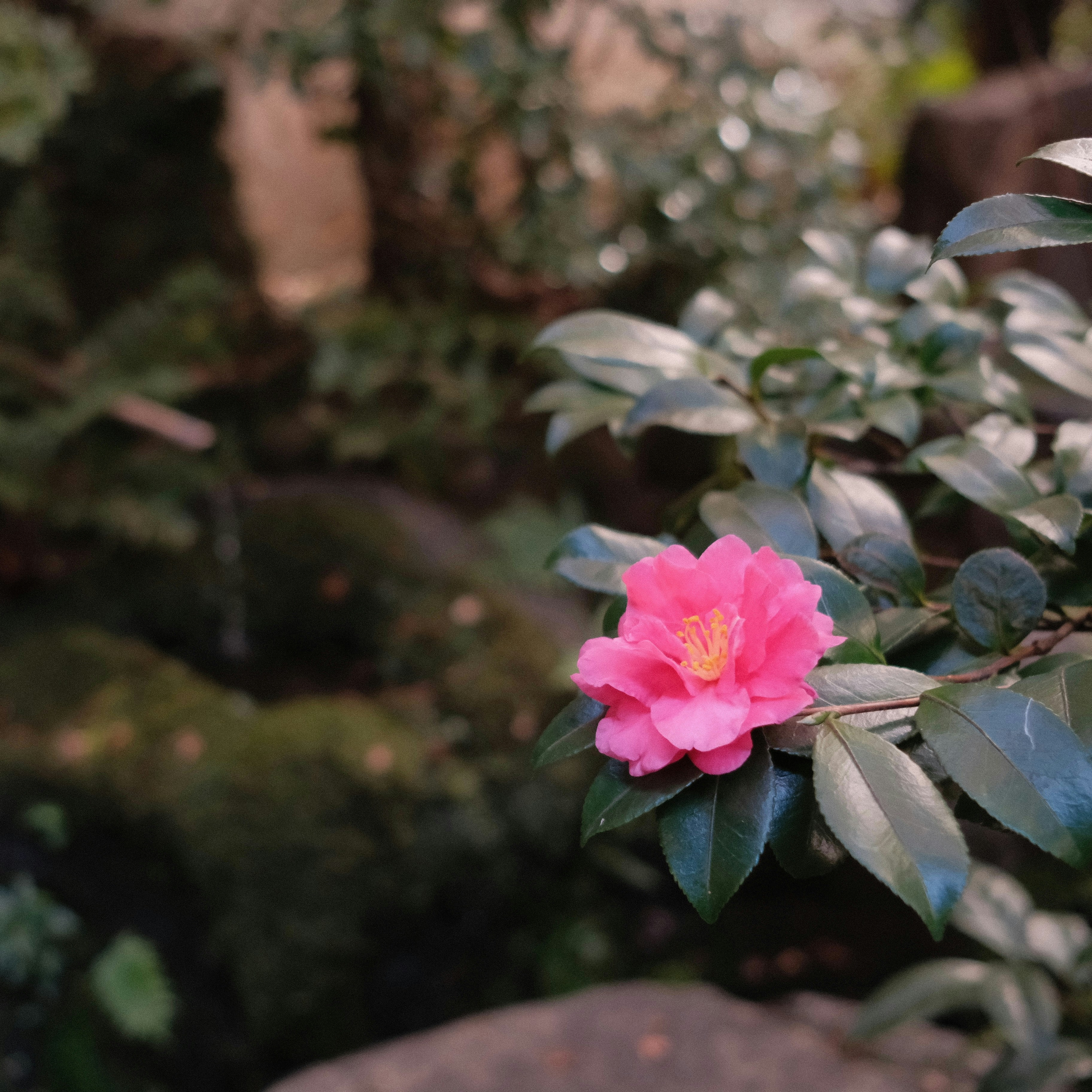 Pink Camellia Bloom in a Quiet Garden