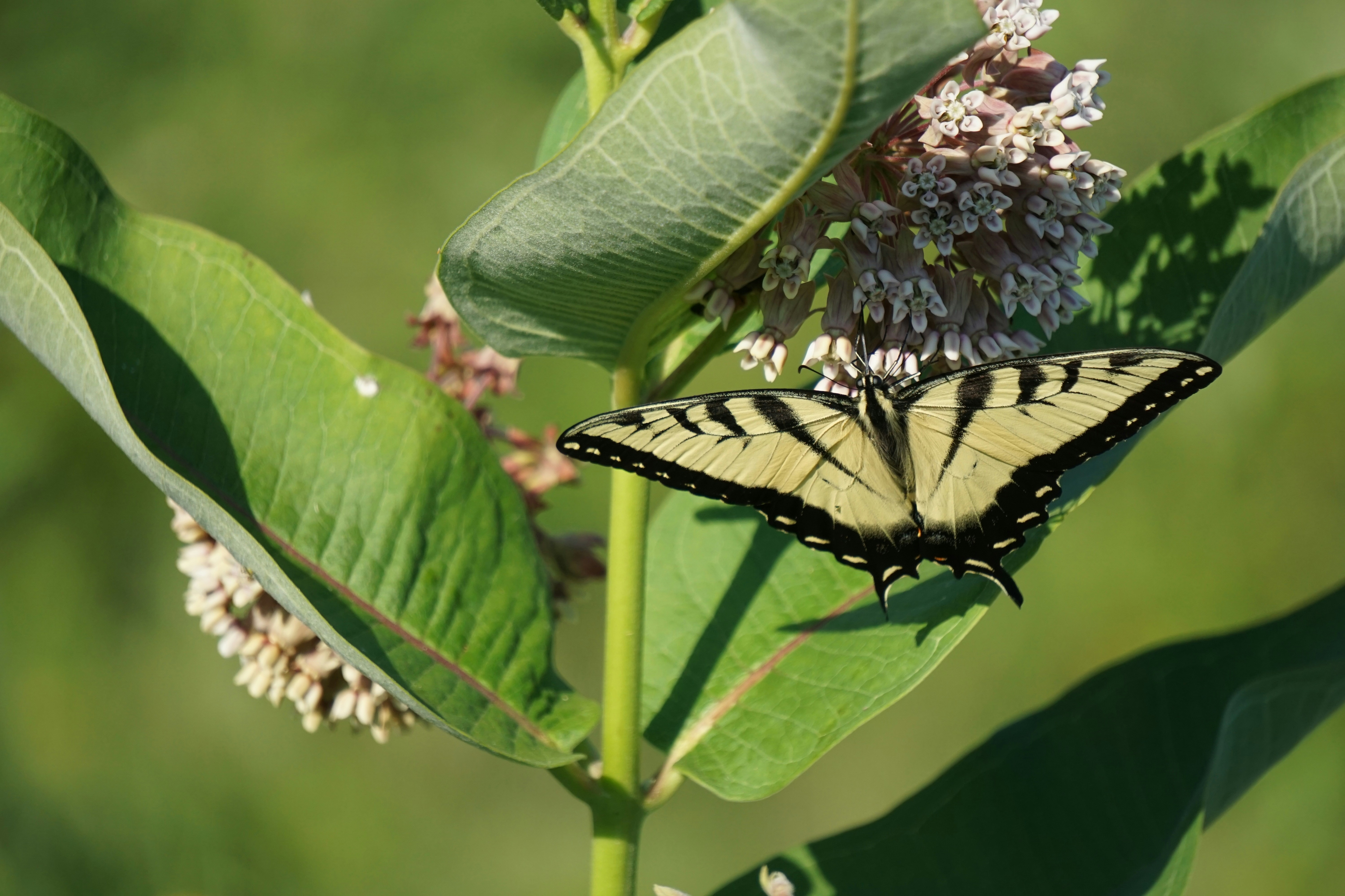 Monarchs come to the milkweed every spring but sadly they are not as frequent as they used to be.