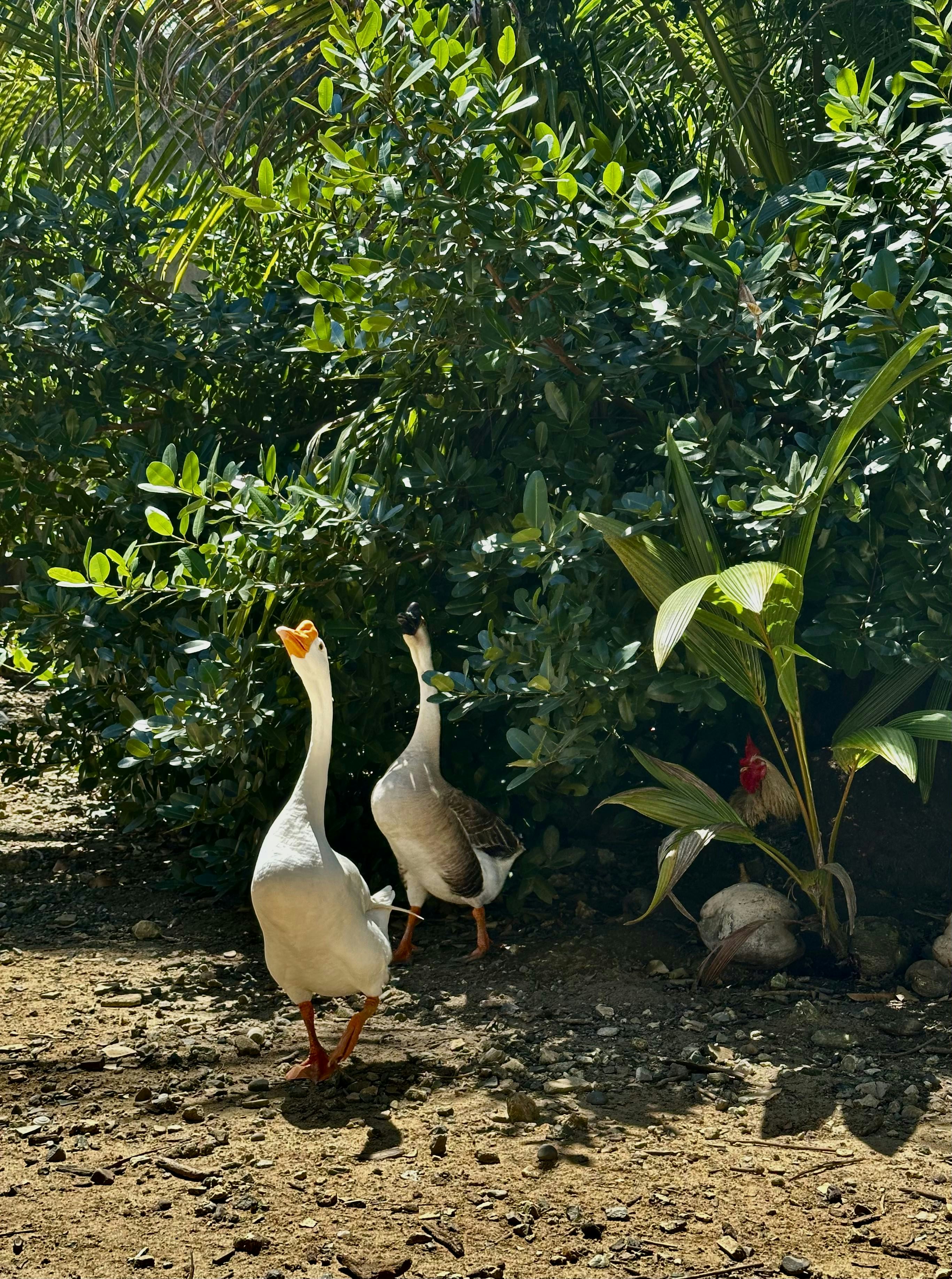 Sunlit Feathery Parade by the Garden Border