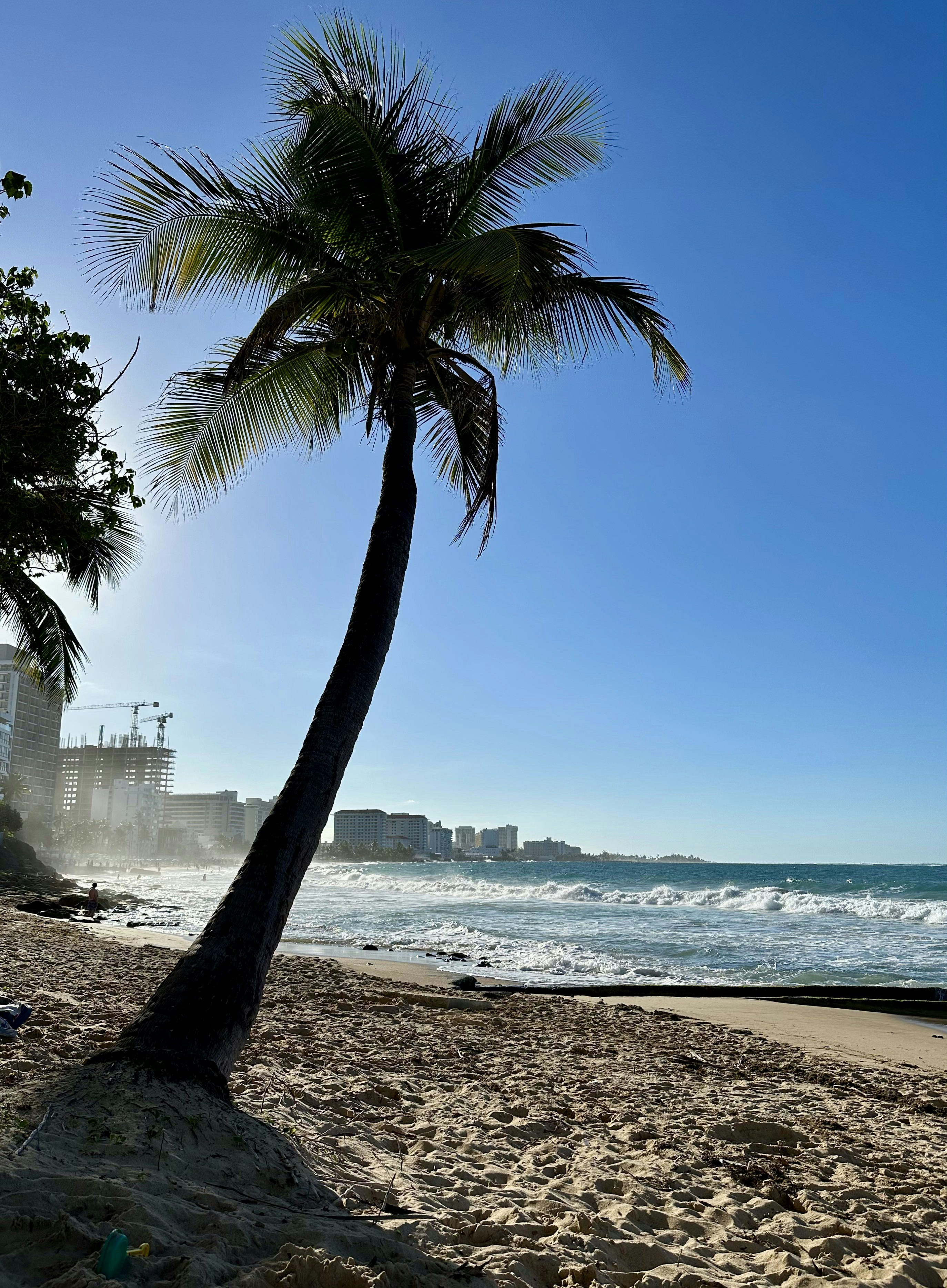 Tilted Palm Over a Coastal Cityscape