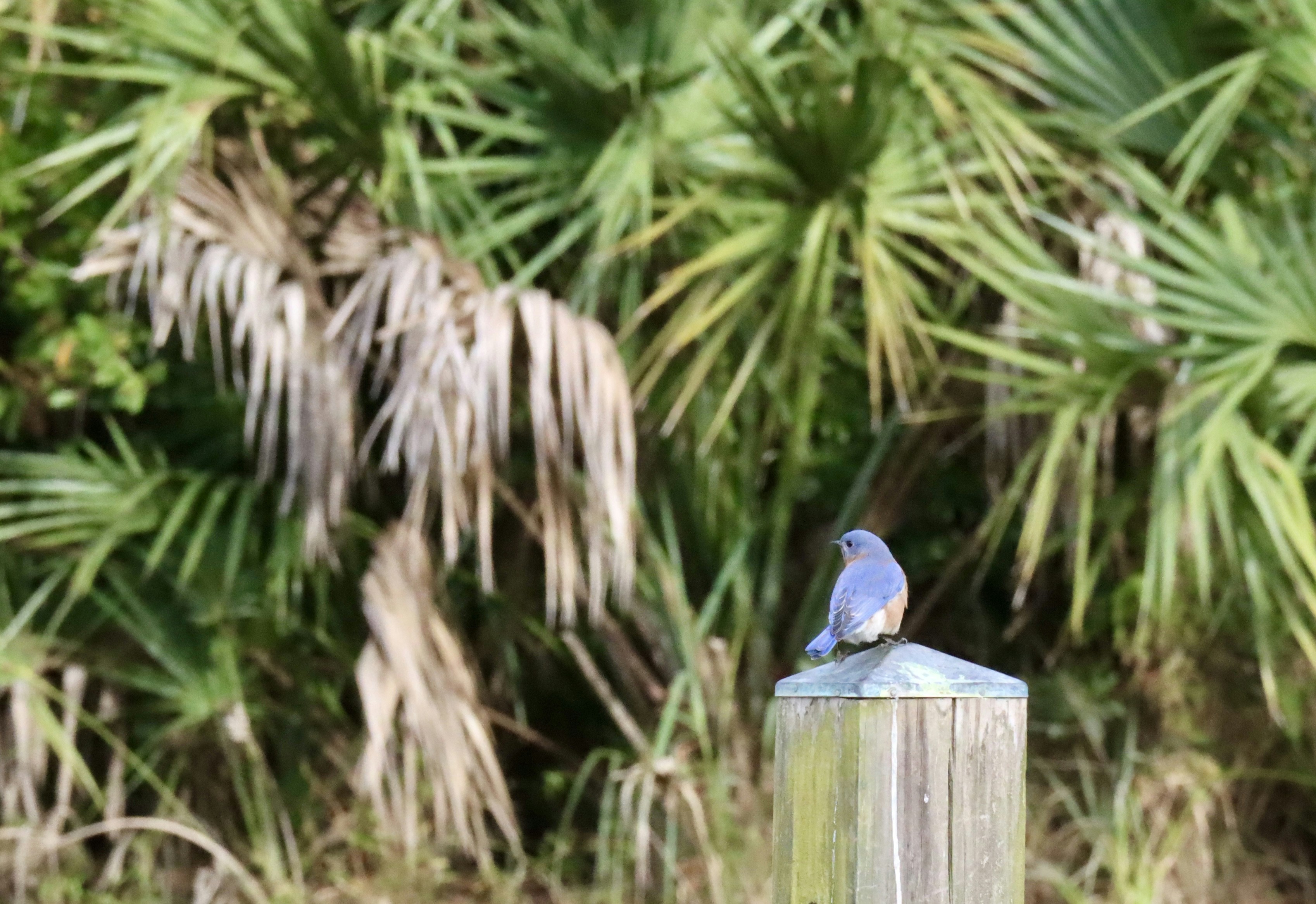 Blue Cardinal on Weathered Post Amid Palm Backdrop