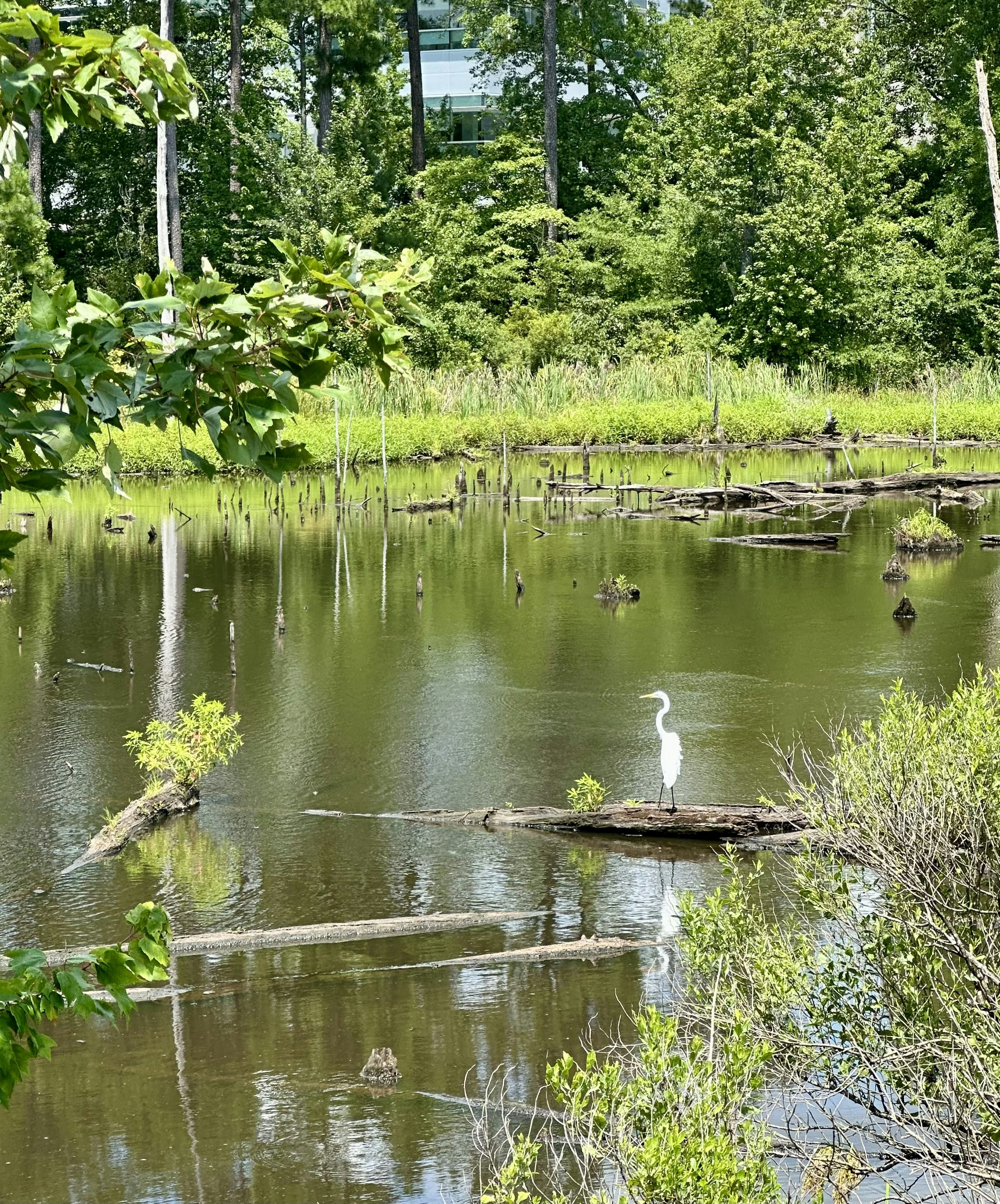 A white egret stands on a log in a marsh. photo – Free Bird Image on ...