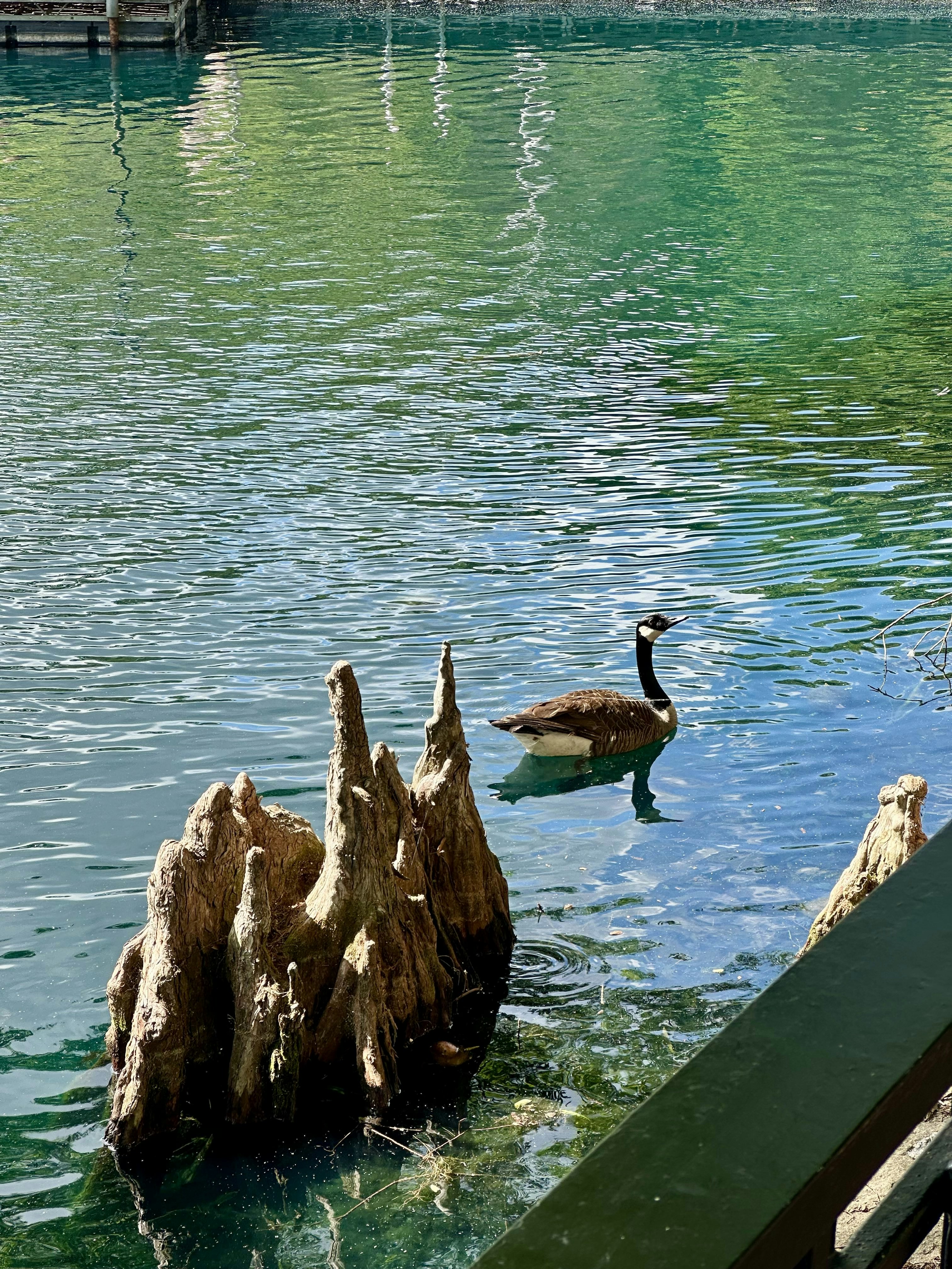Egret by the Crystalline Tides