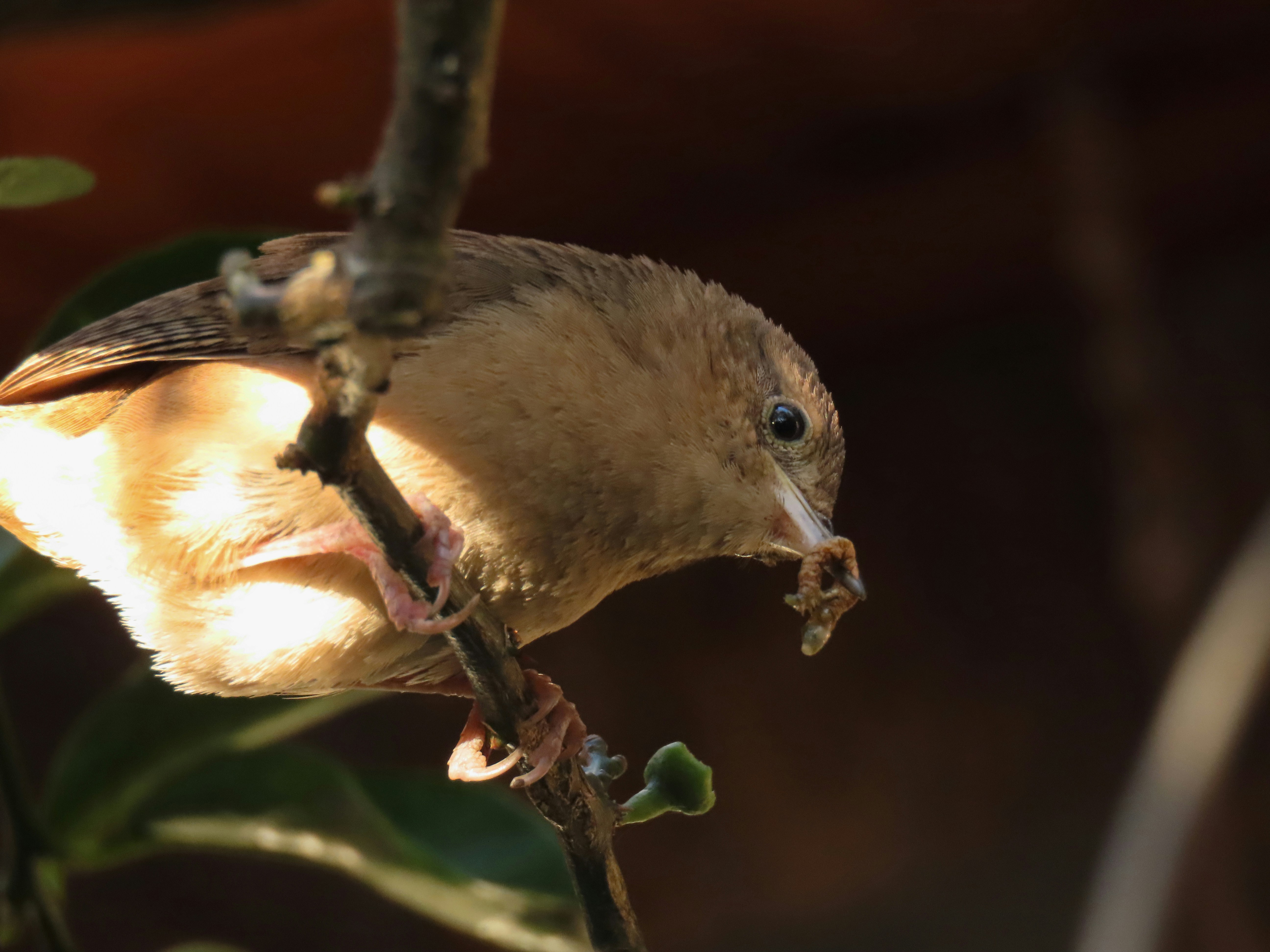Tiny beak, big bite: a perched bird clutches a seed fragment