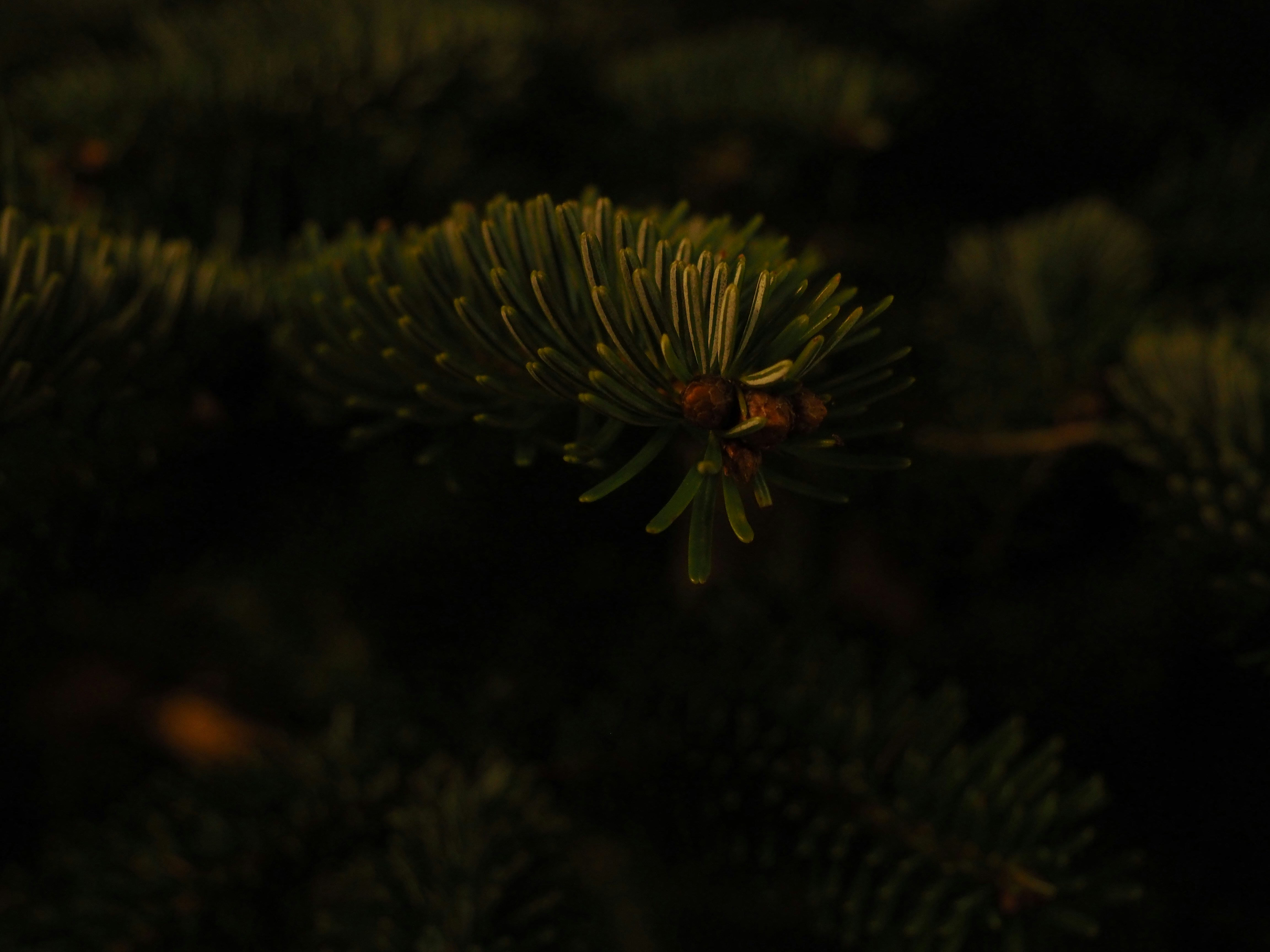 Photo by Pict4life with Olympus OM-D E-M10 Mark II