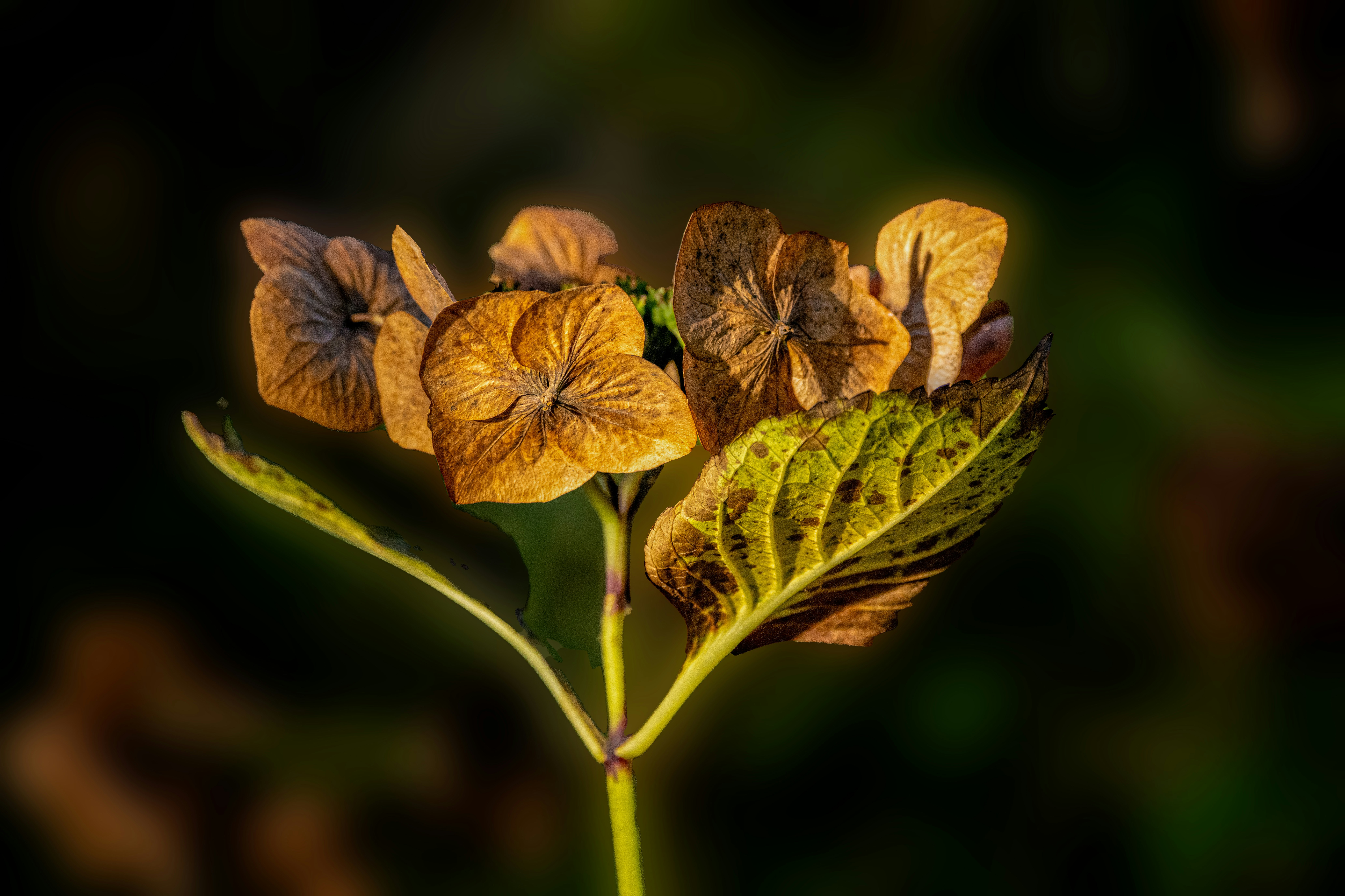 Amber Hydrangea Heads in Soft Focus Sunset