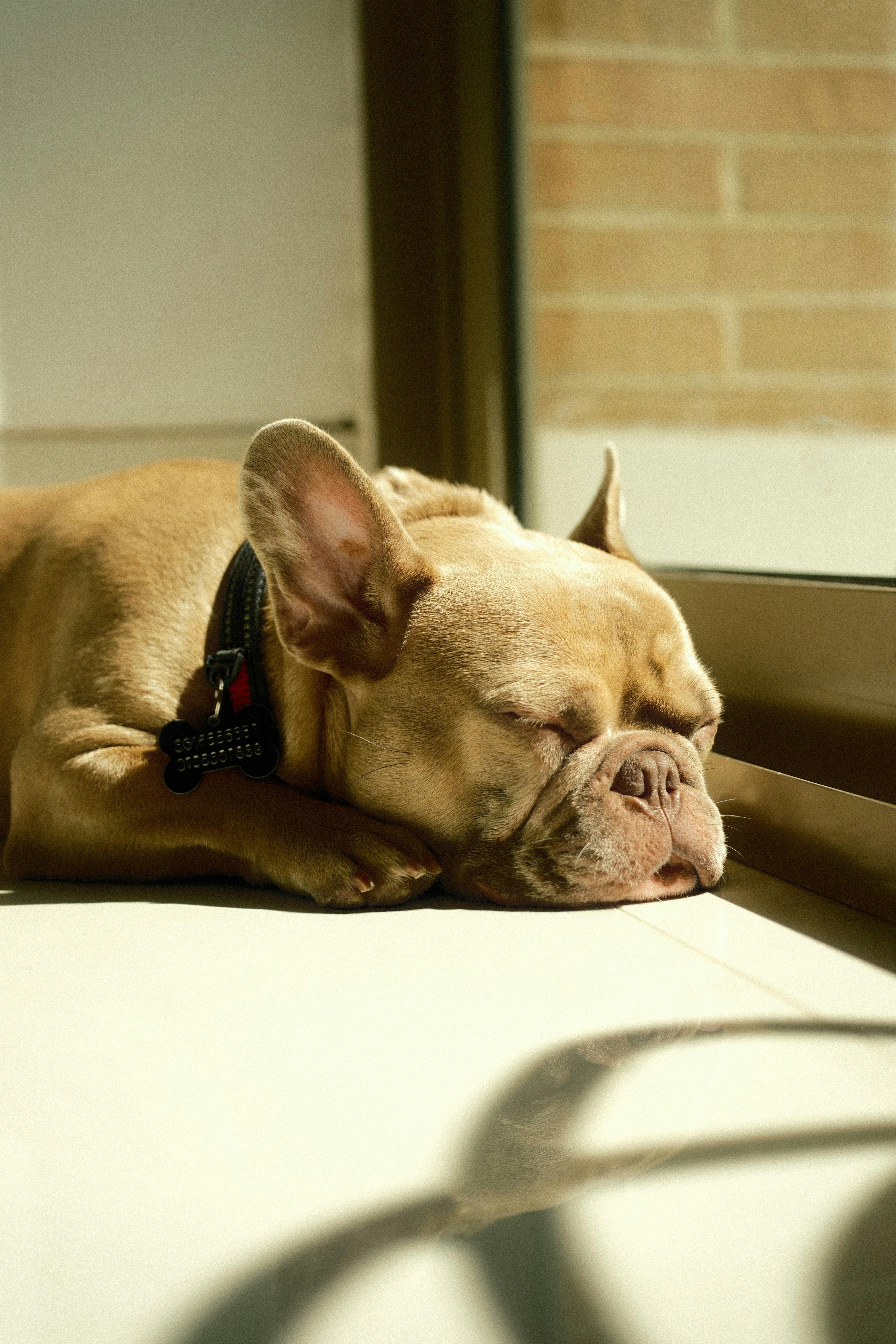Sunlit Slumber: A French Bulldog Resting by Window
