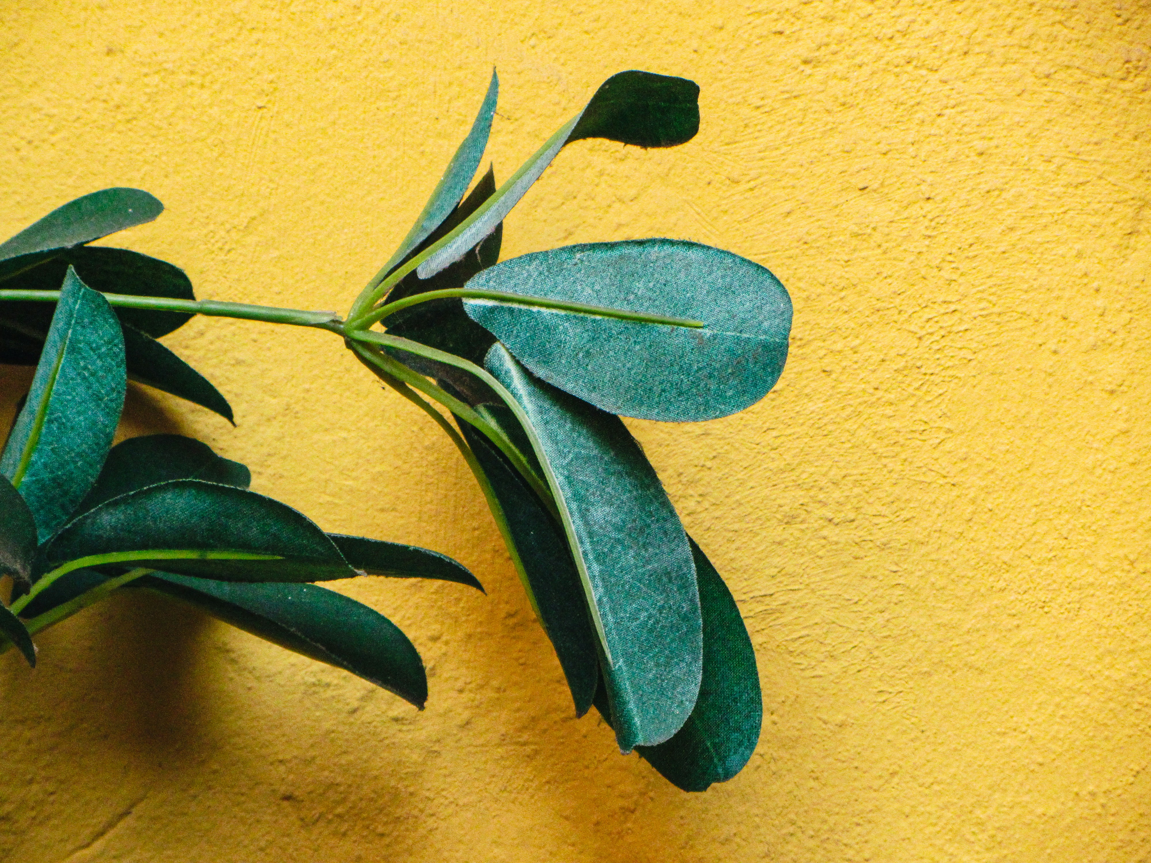 Lime-green Sprig Against Sunshine Yellow: Minimalist Botanical Focus