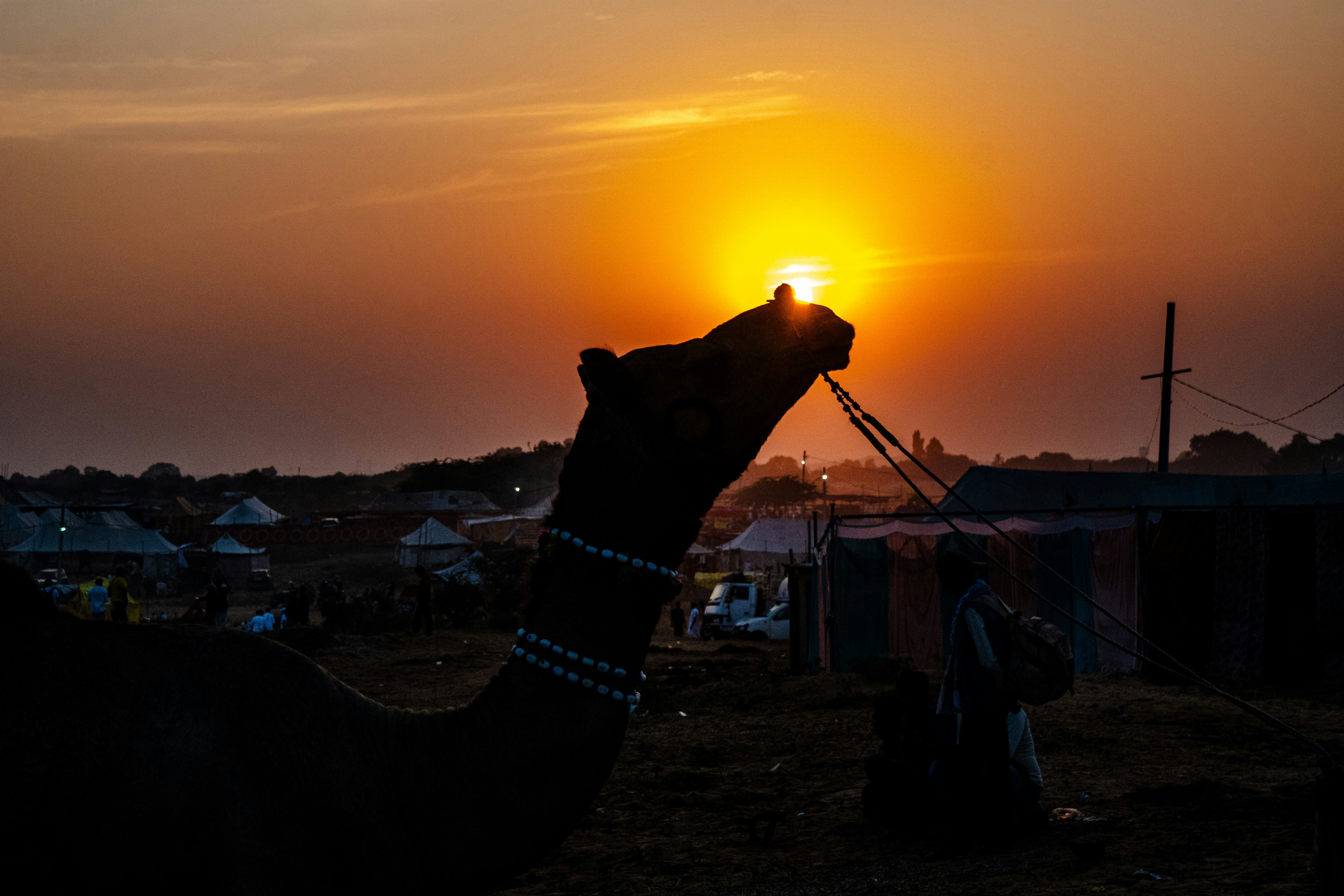 Sunbound Giraffe silhouette: a tethered moment at dusk