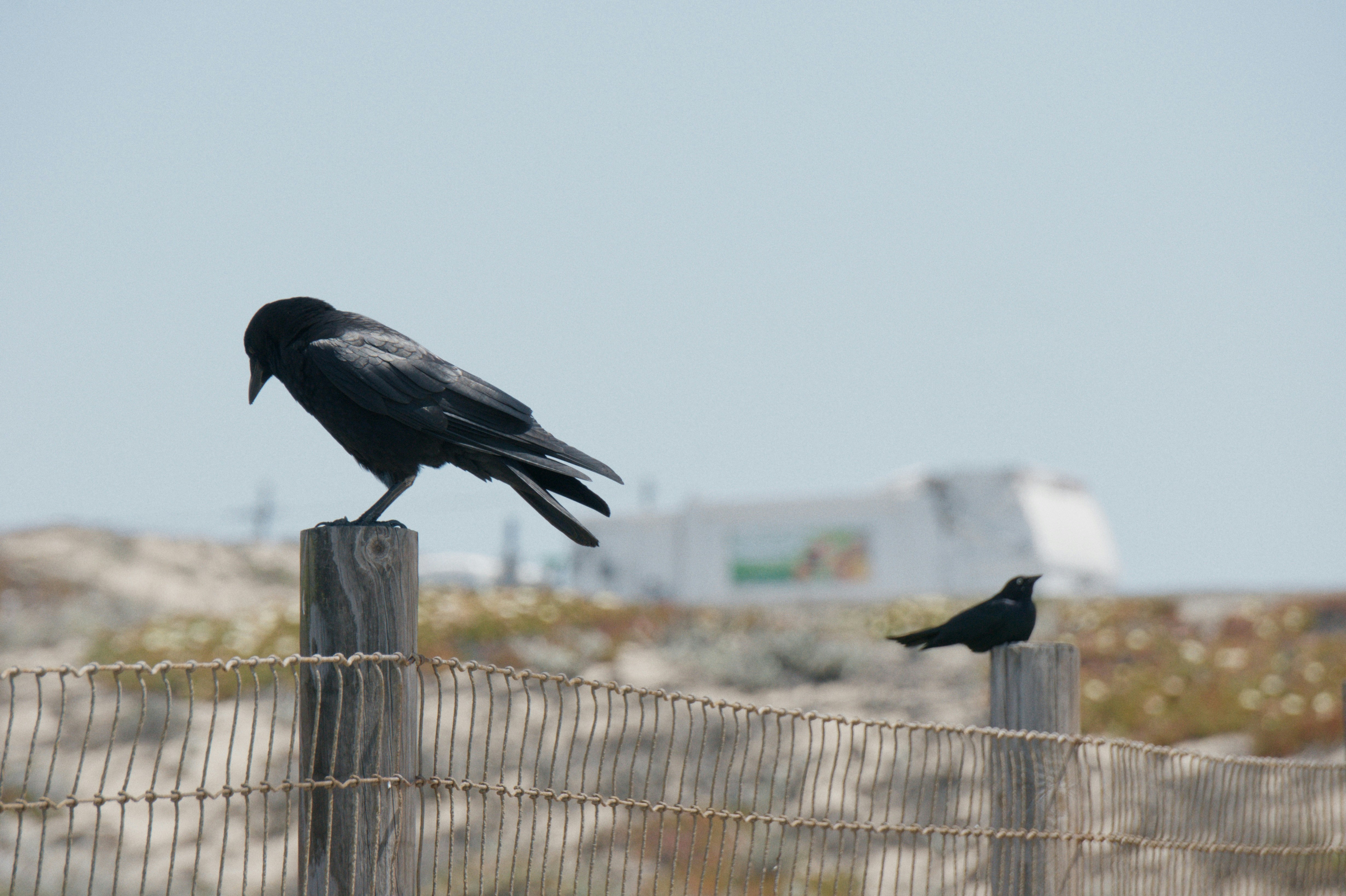 Two Ravens on a Weathered Fence in a Coastal Field