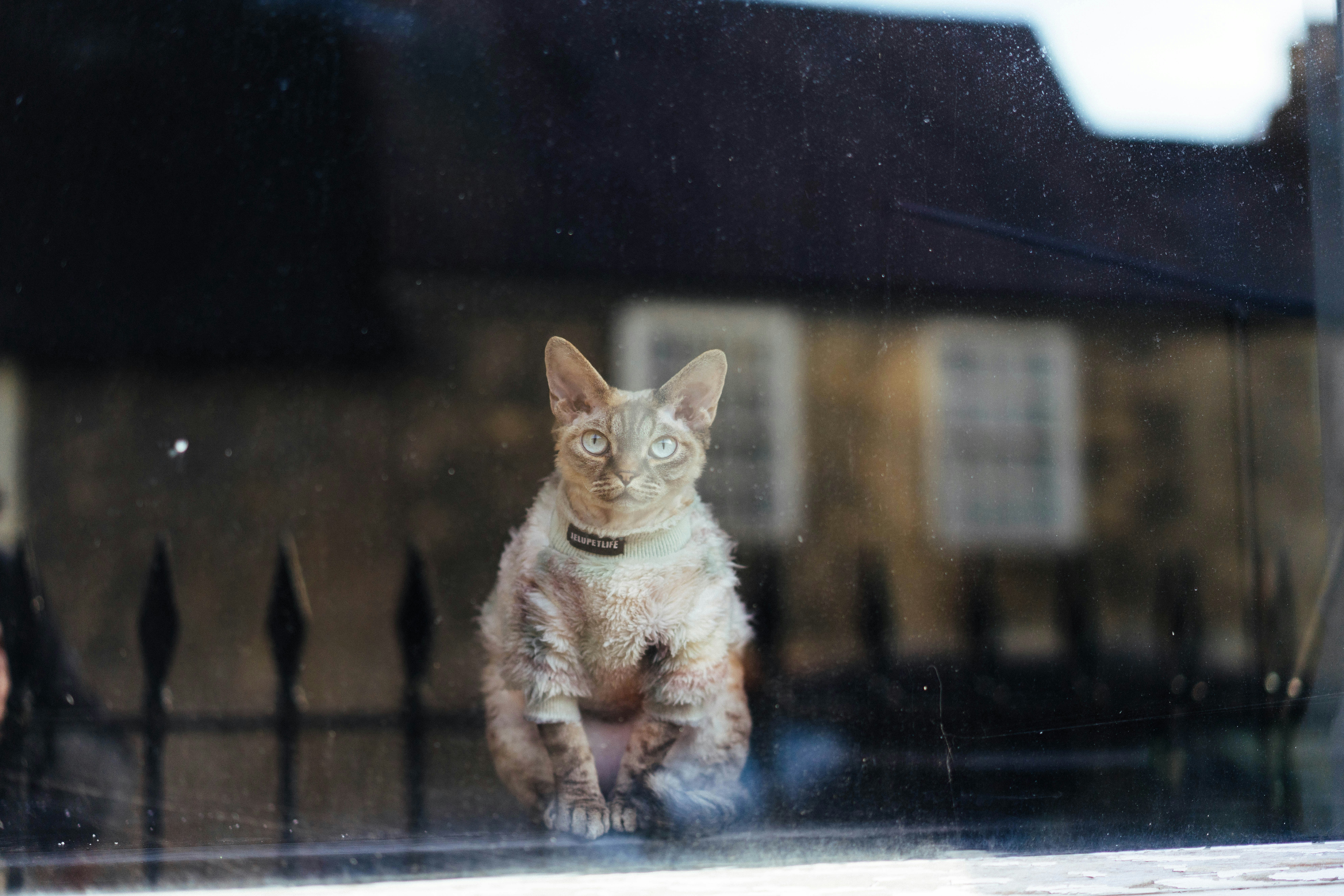 Lone Cat Behind a Window: Curious Gaze in a Quiet Foreshadow