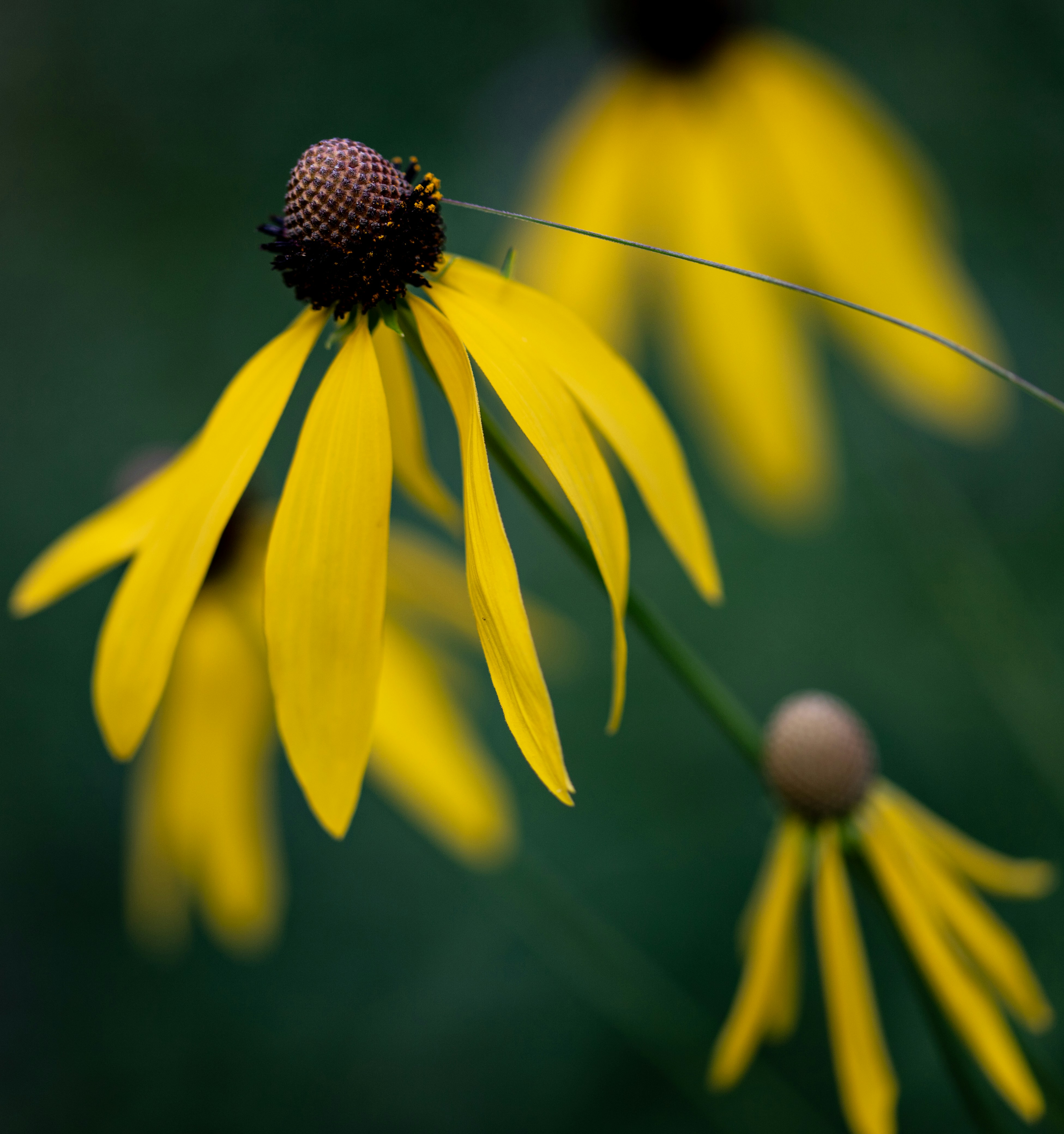 Yellow Coneflower in Focus: A Close Look at a Bold Daisy Moment