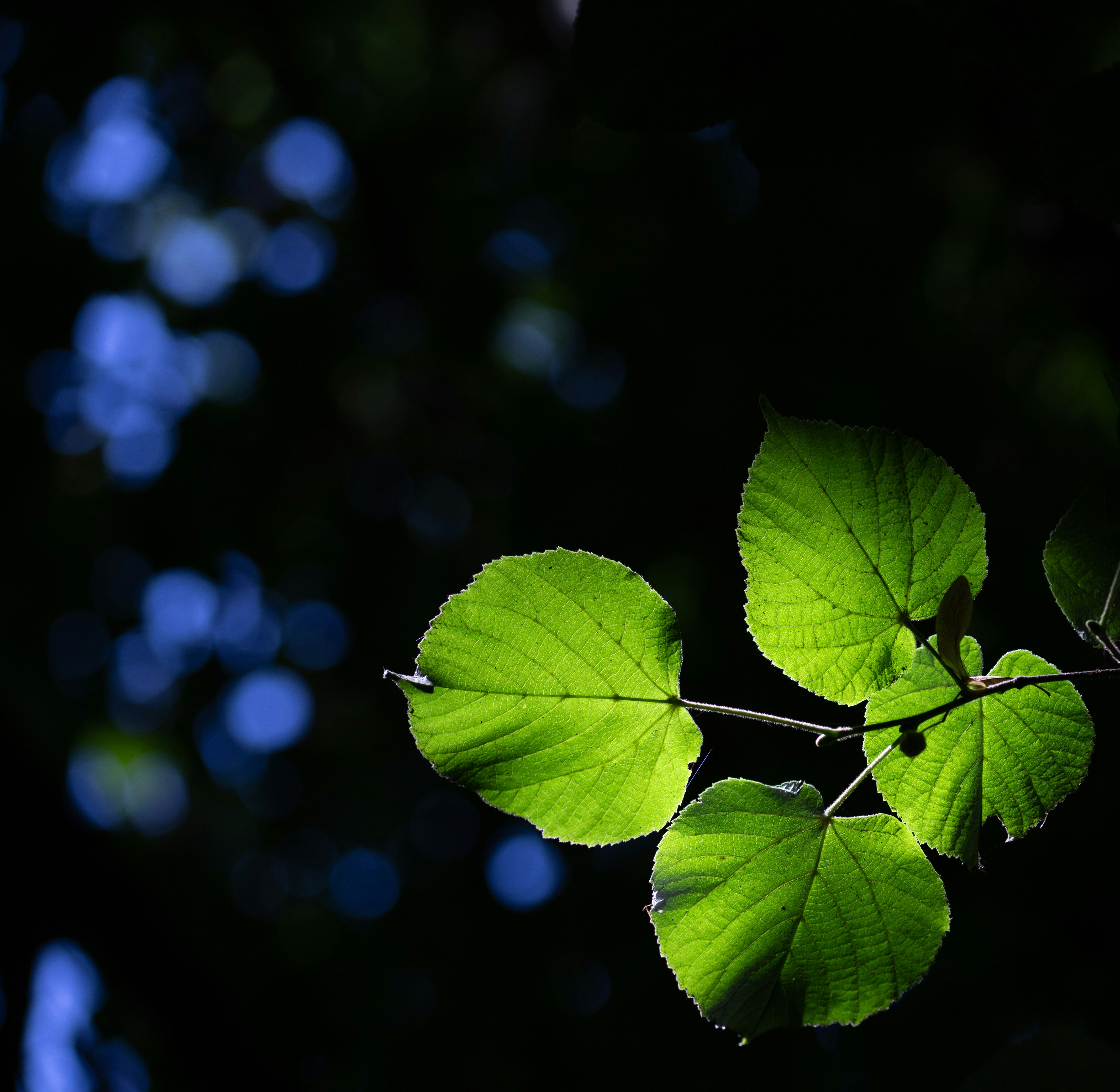 Emerald Veins in Dappled Shade