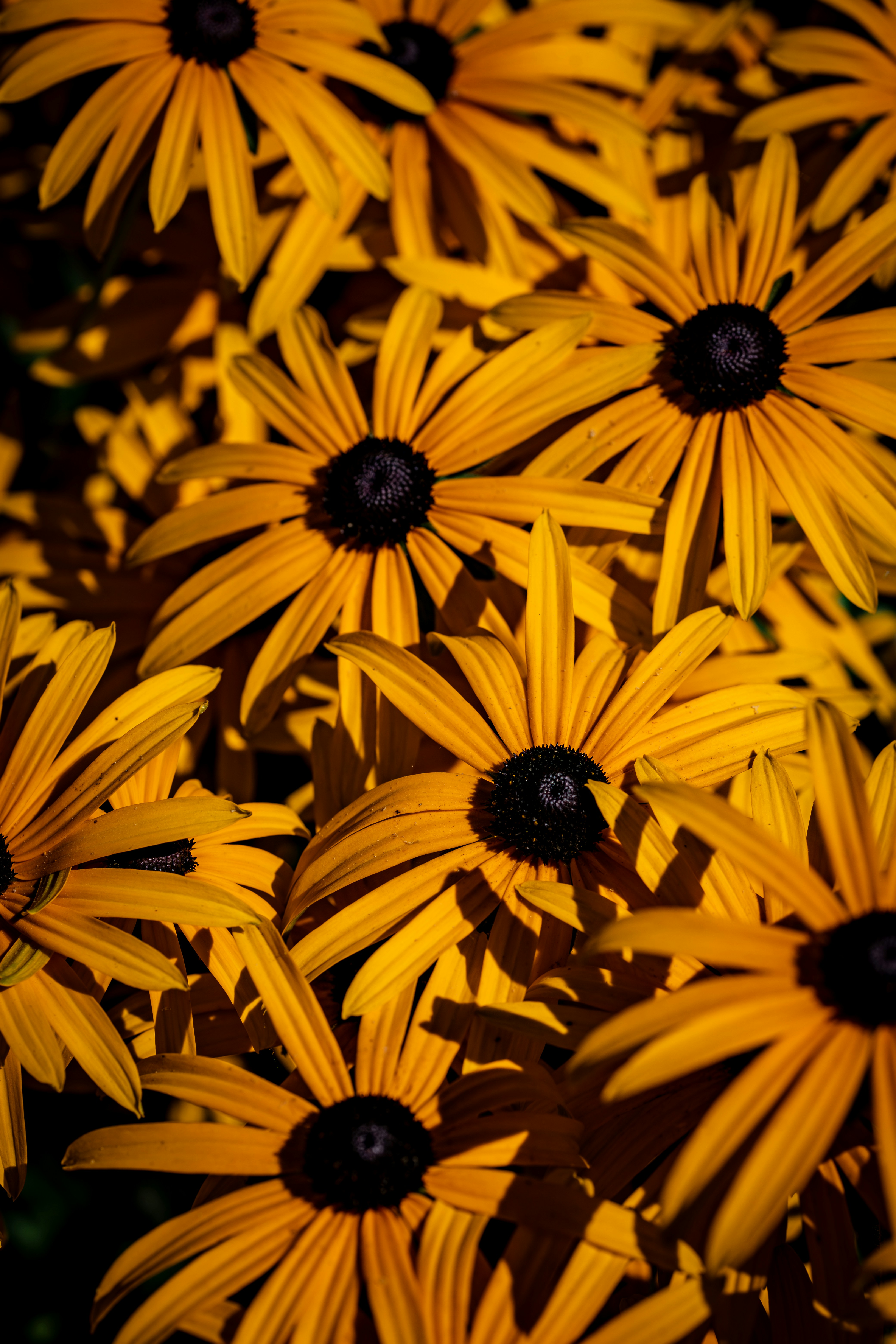 Sunlit Daisies in a Sea of Gold