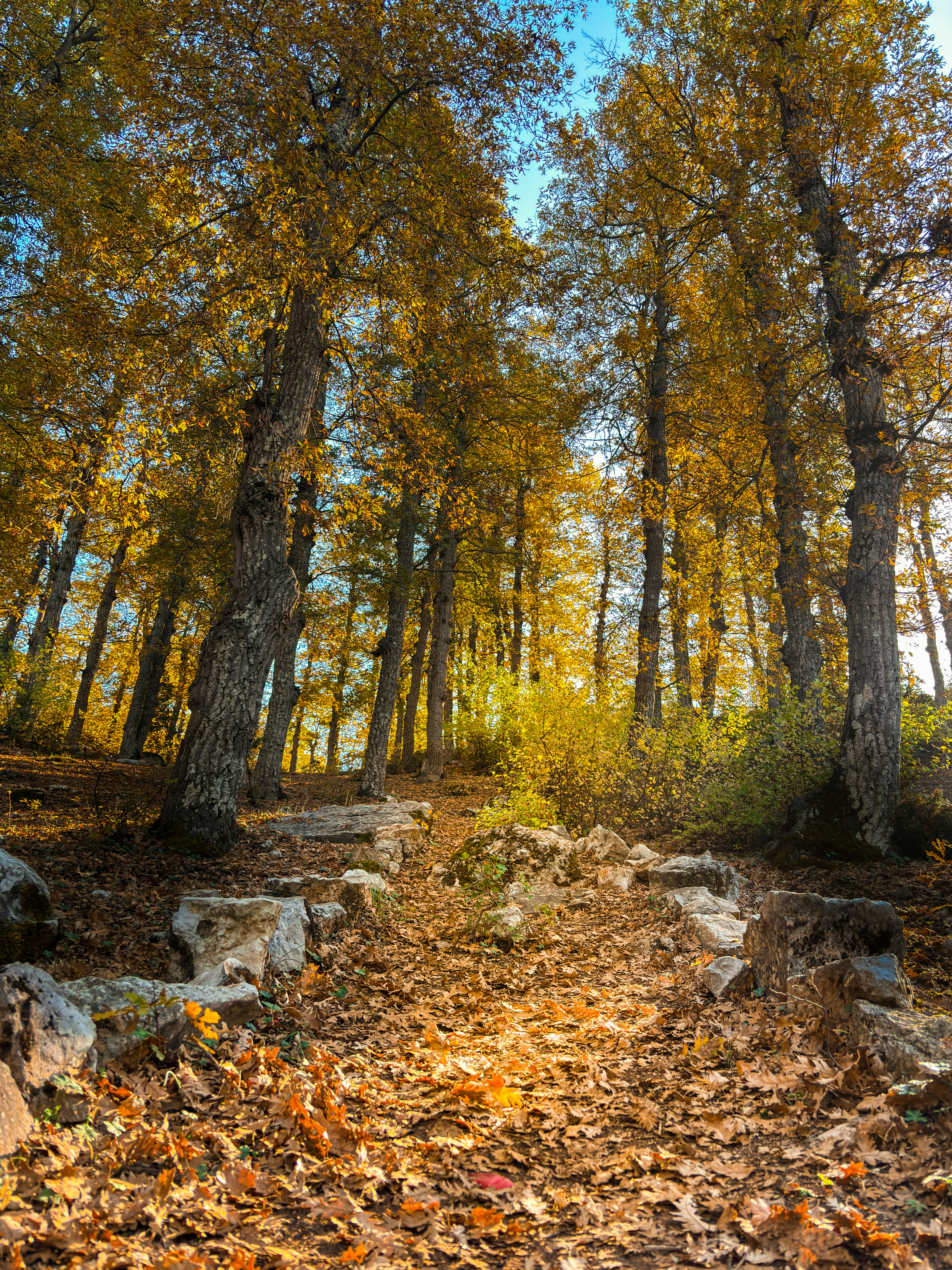 Autumn Forest Staircase to Light