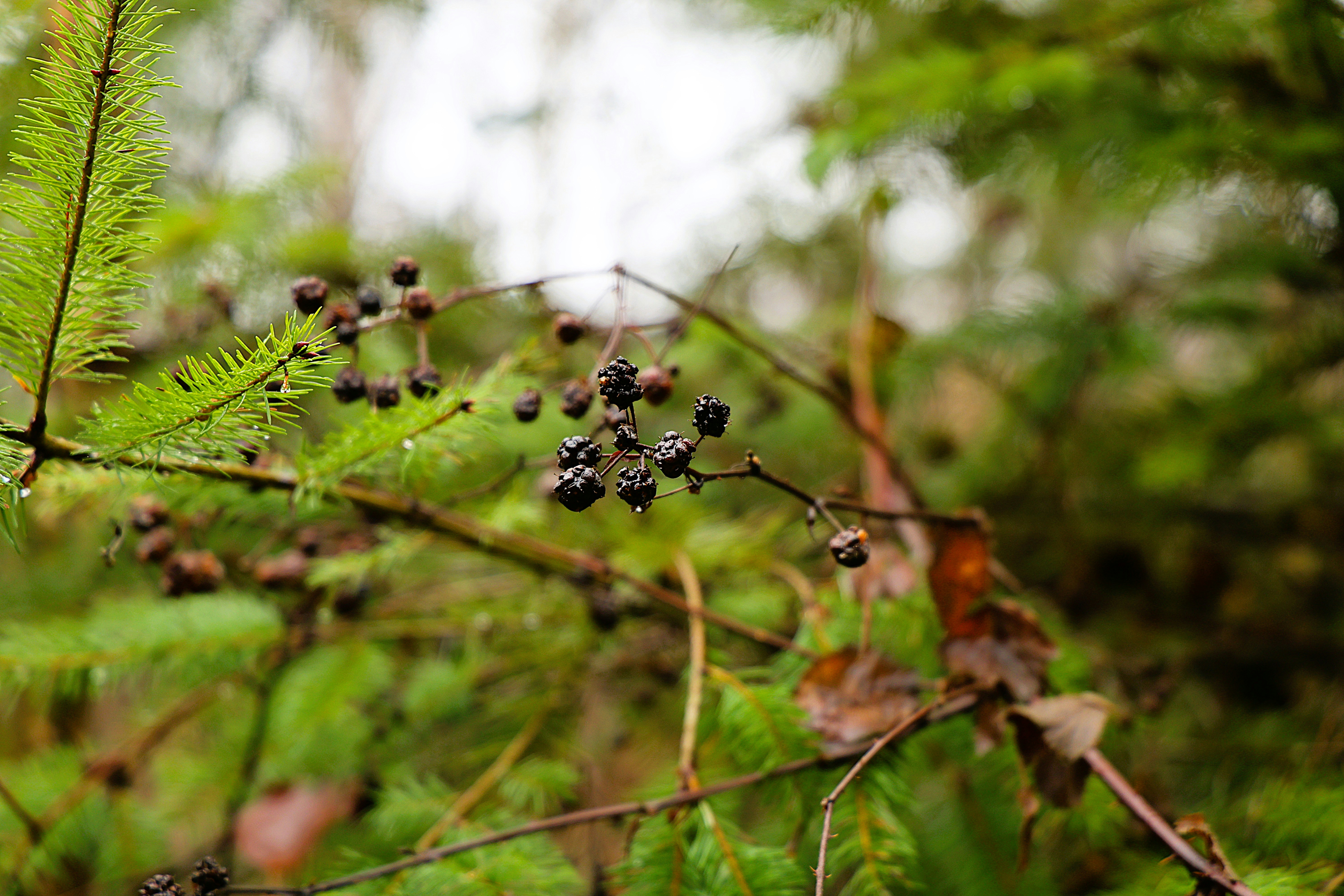 Mossy Conelets: A Close-Study of Berries Amid Pine Needles
