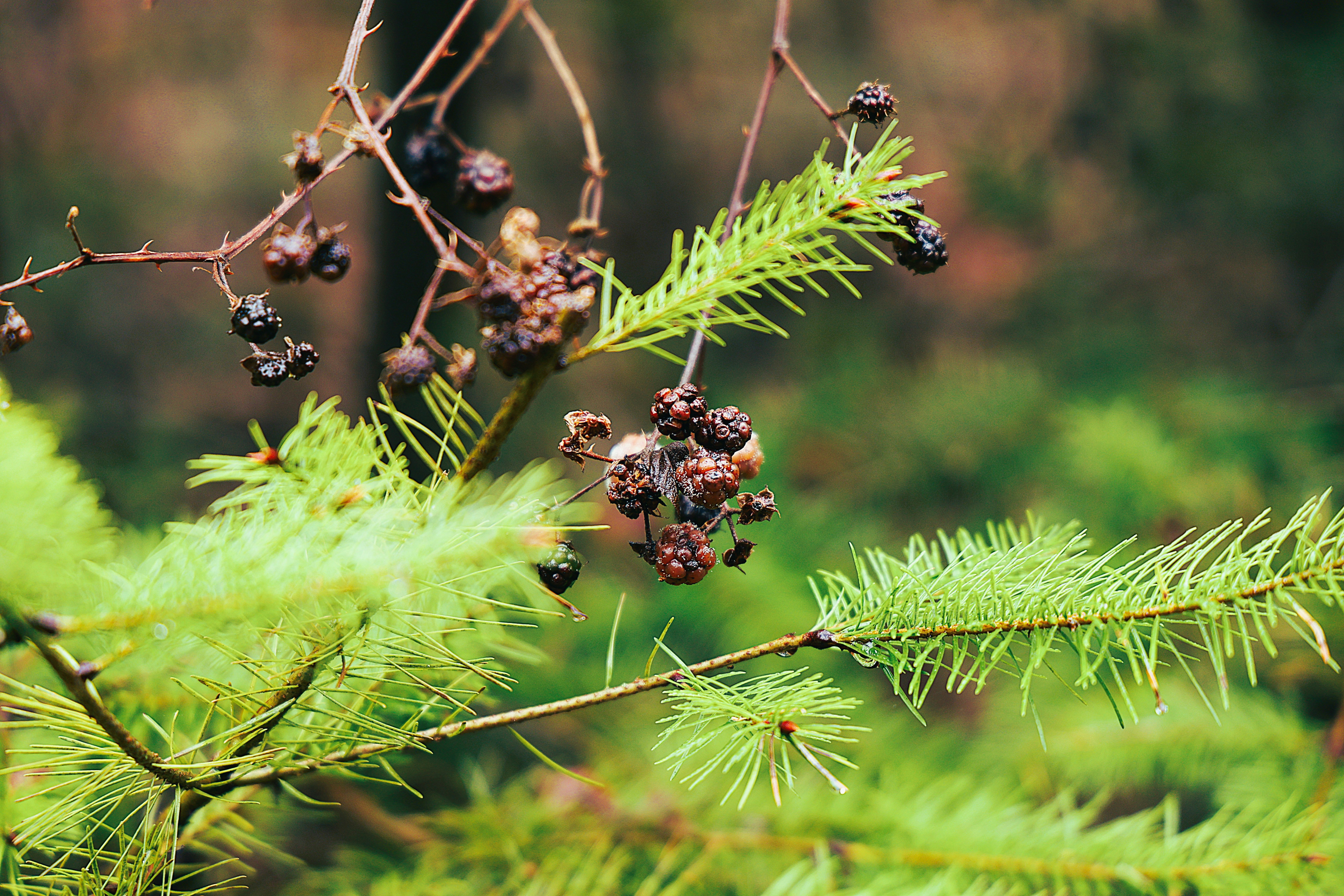 Photo by Merih Tasli with Canon EOS R6 Mark II