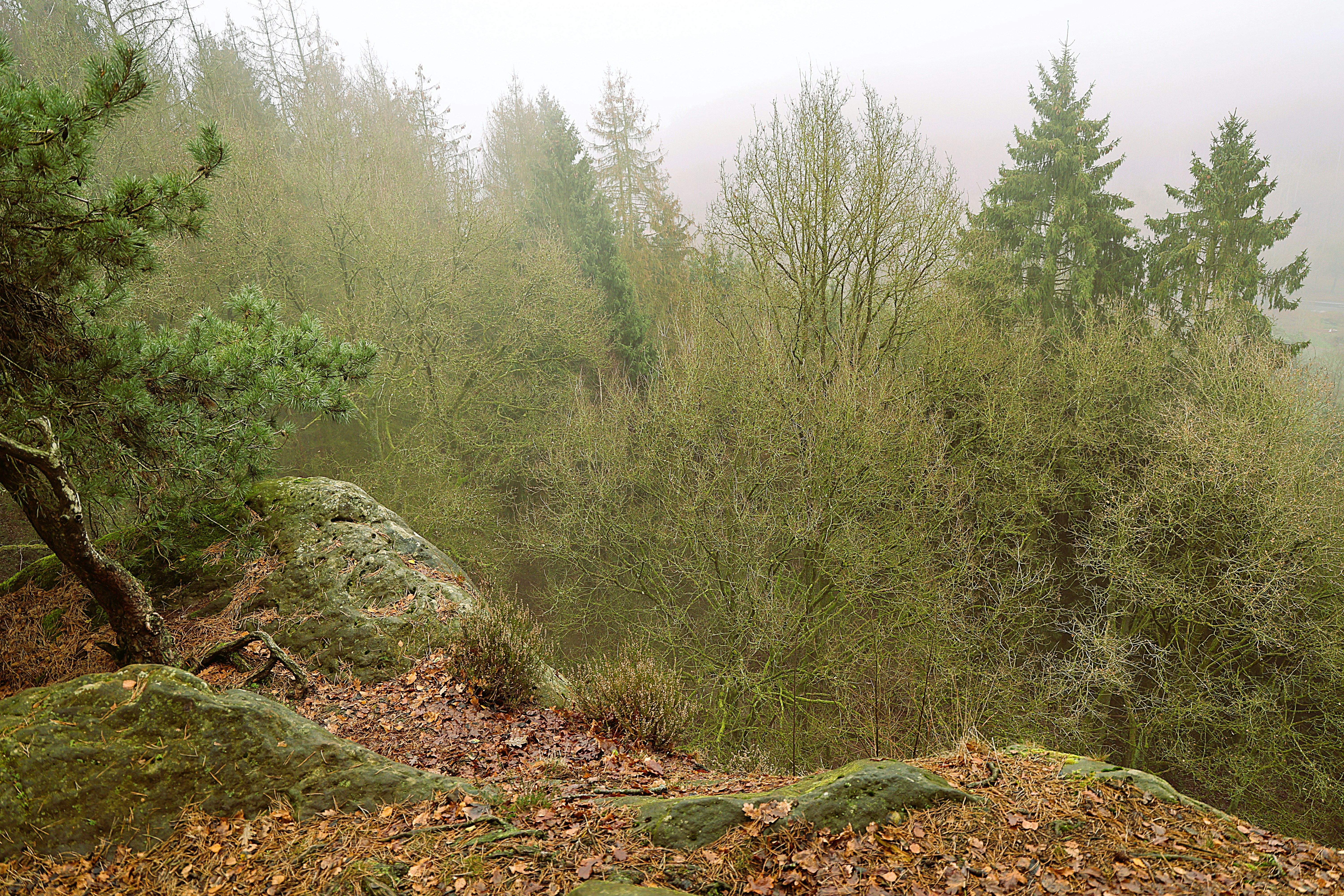Misty overlook: forest edge and rocky path disappear into fog