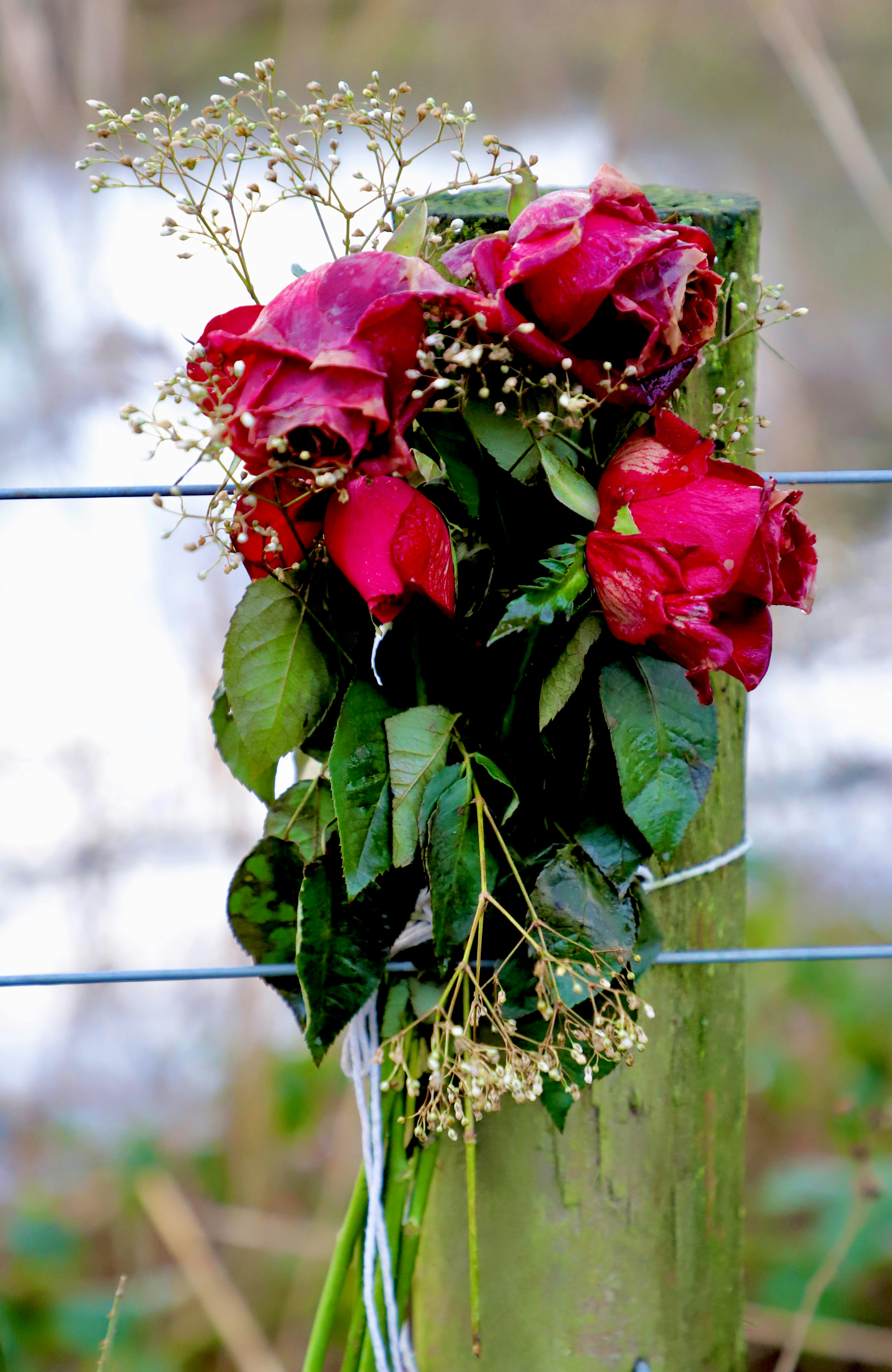 Red Roses Bound to a Fence Post, Quietly Celebrating a Past Moment