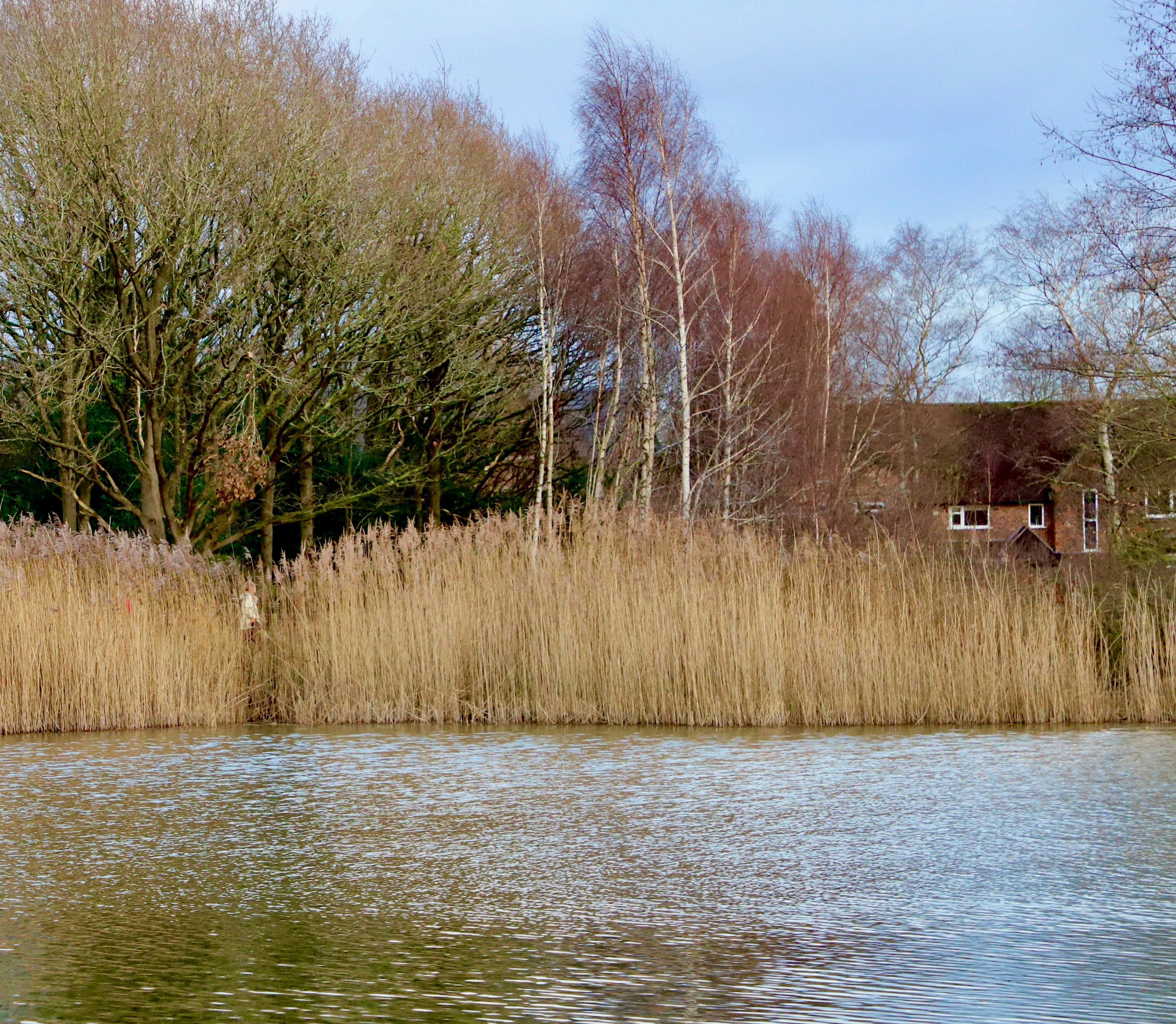 Reedy shoreline by a tranquil lake with a house peeking through the reeds