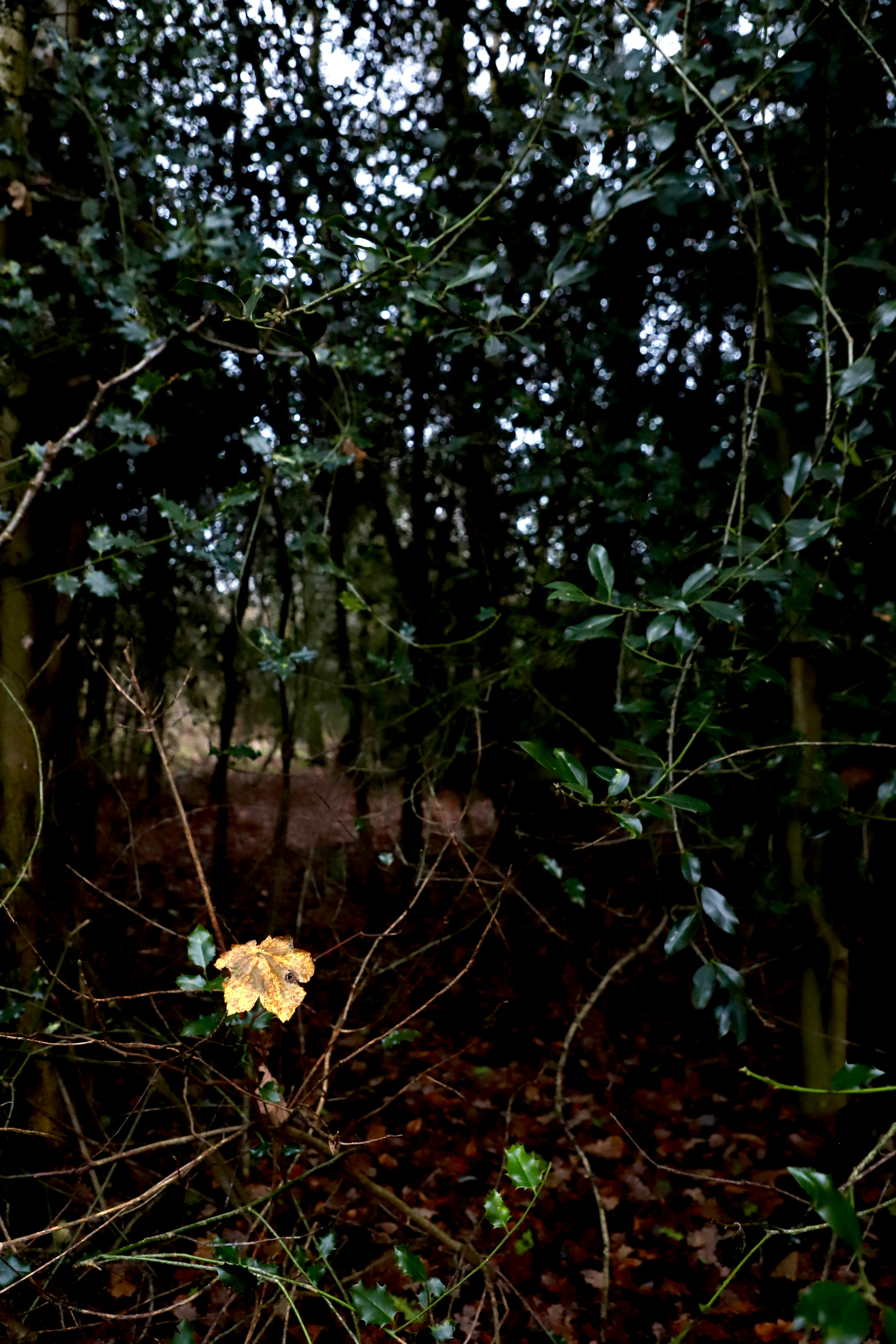 Autumn Leaf Adrift in a Fragrant Forest Veil