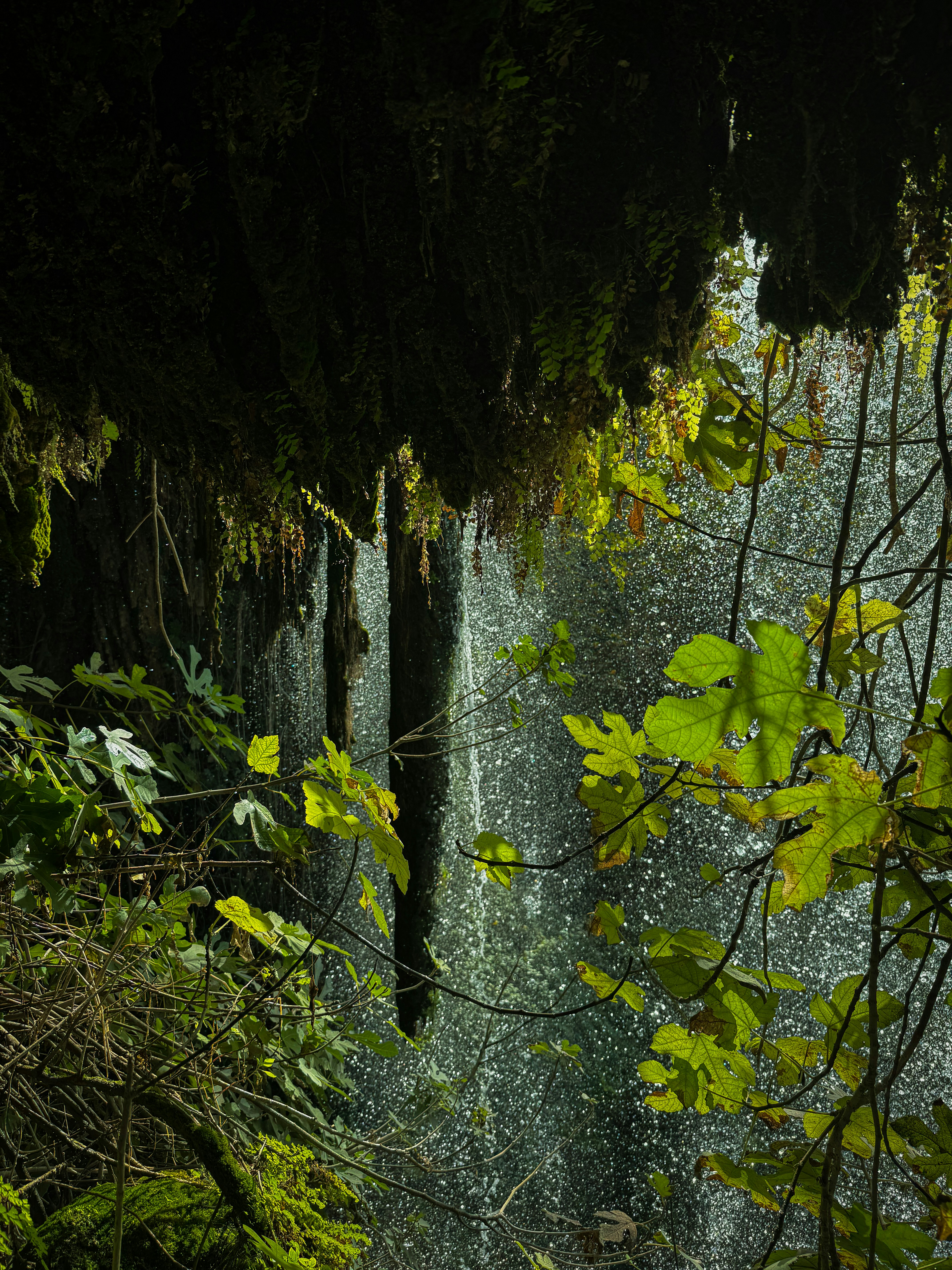 Verdant waterfall fringed by hanging moss and sunlit leaves