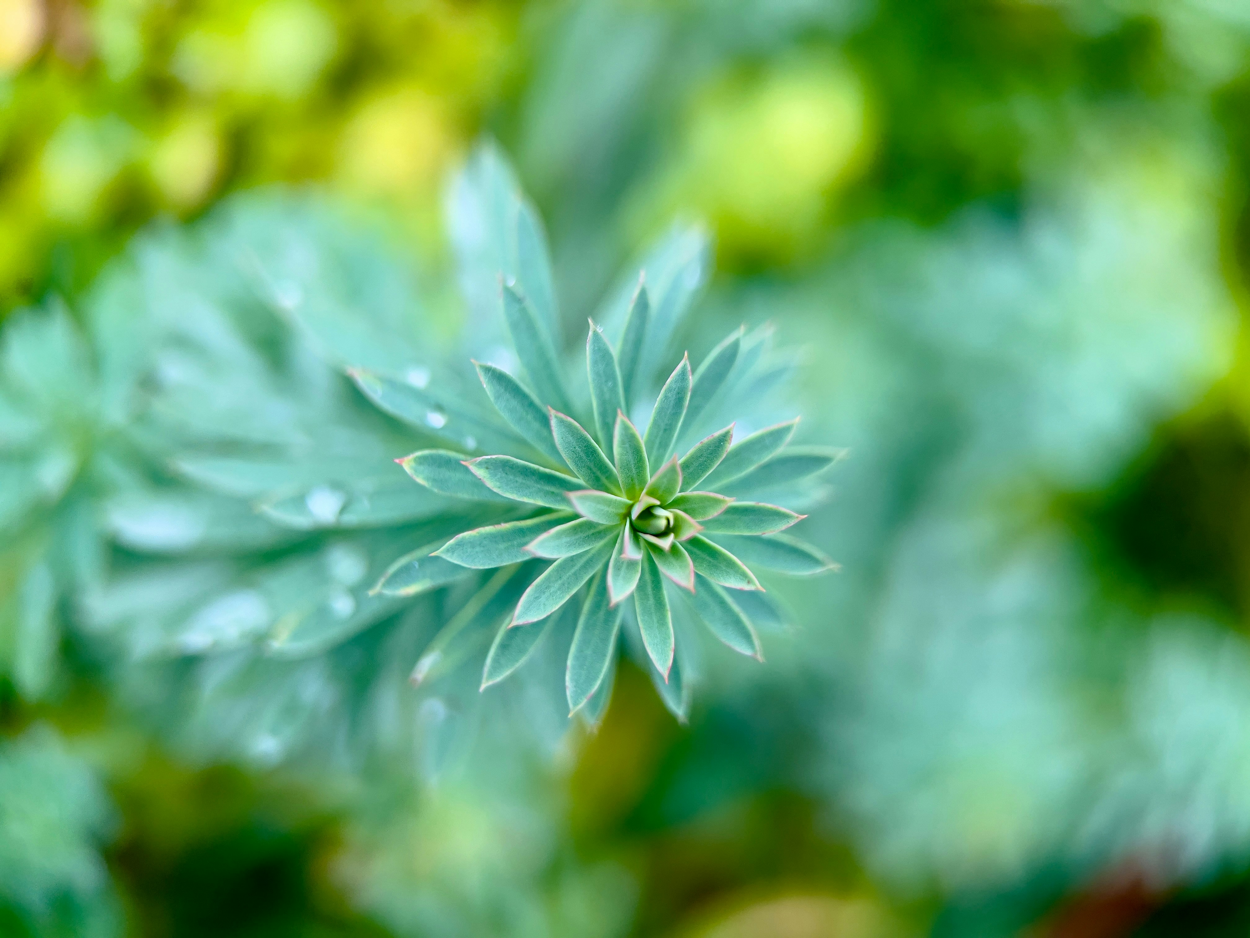 Rosette in Focus: A Sharp Center of Green Gradient