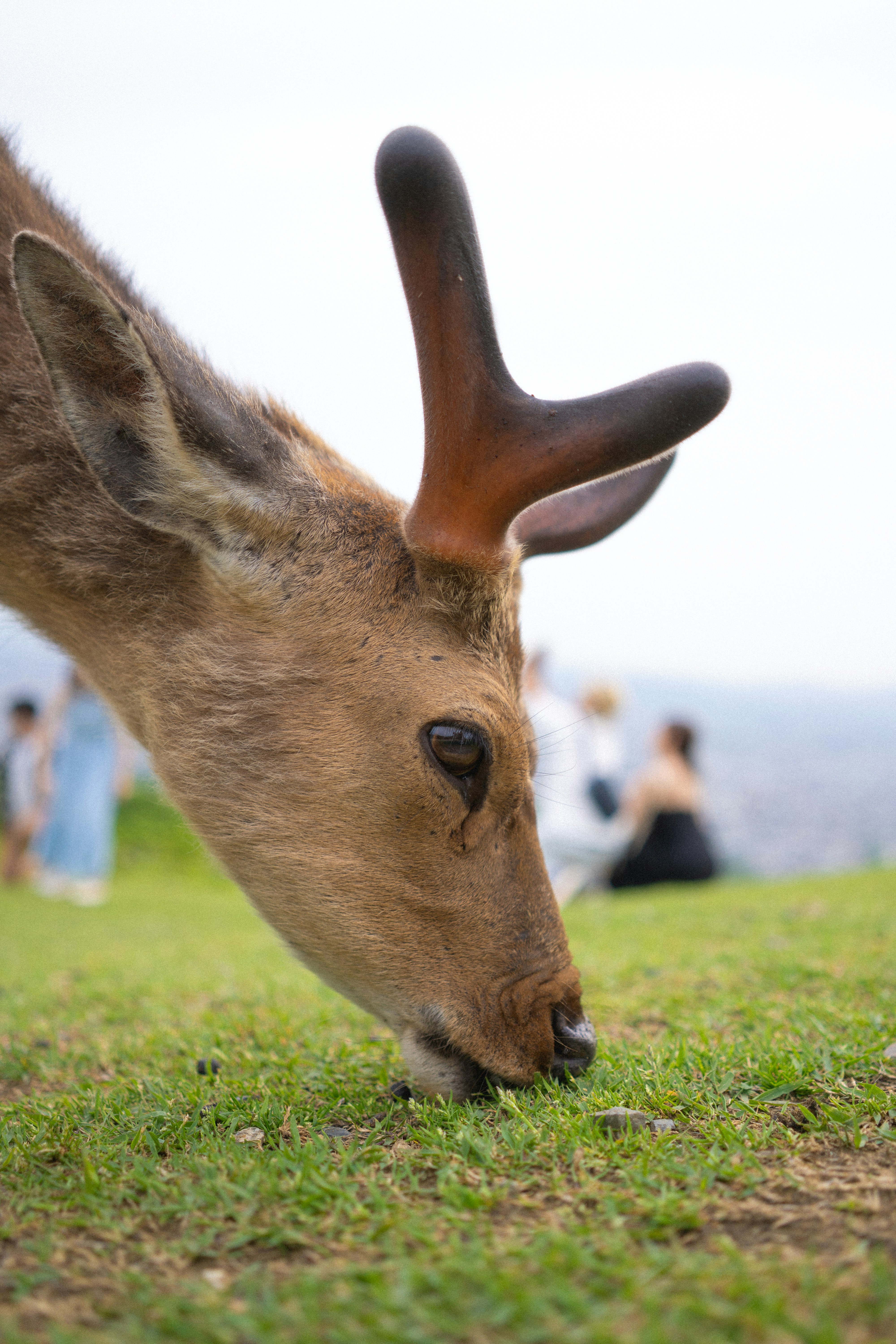 Grazing Red Deer at the Shoreline Park