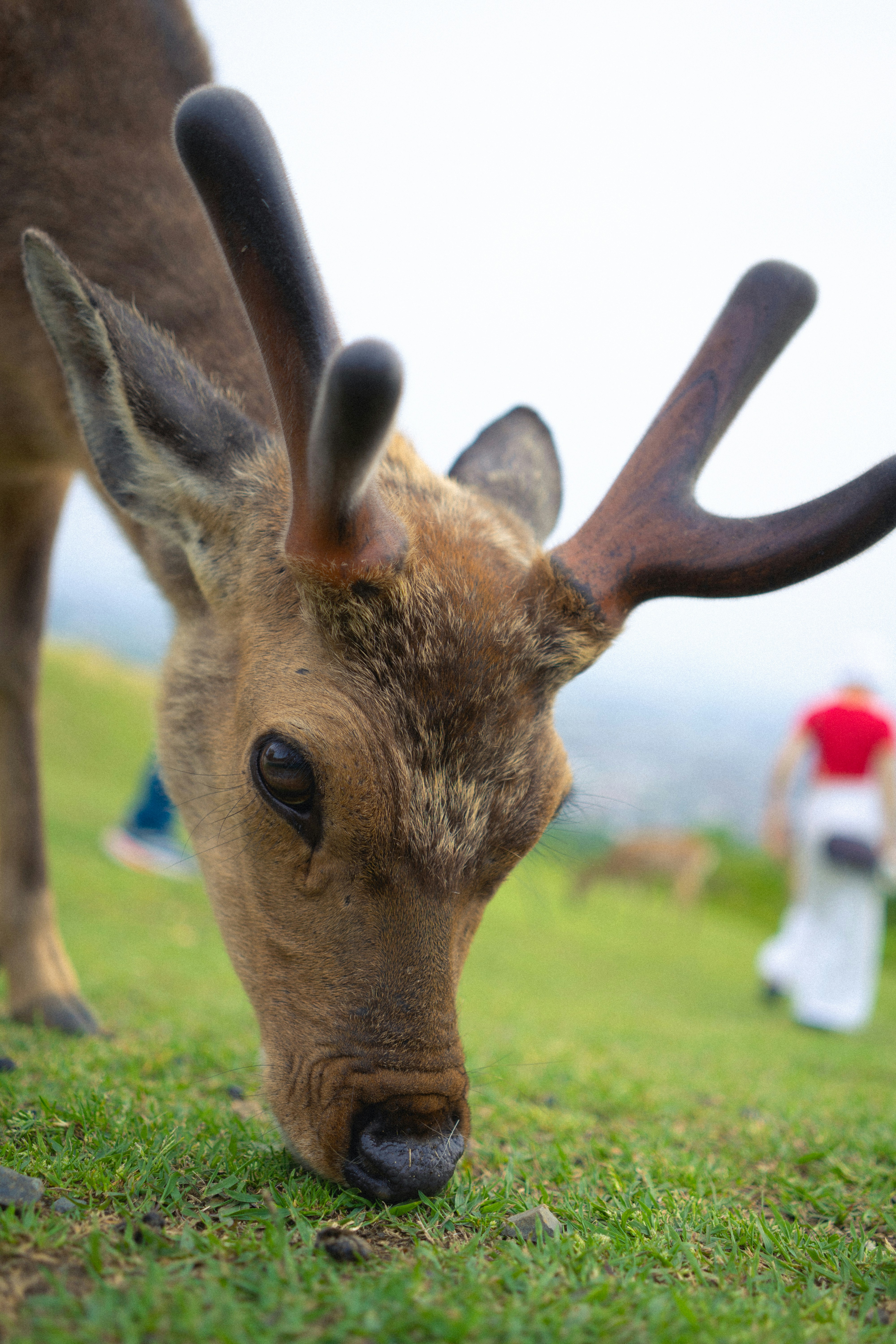 Close-Up Rumination: A Deer Nibbles the Grass