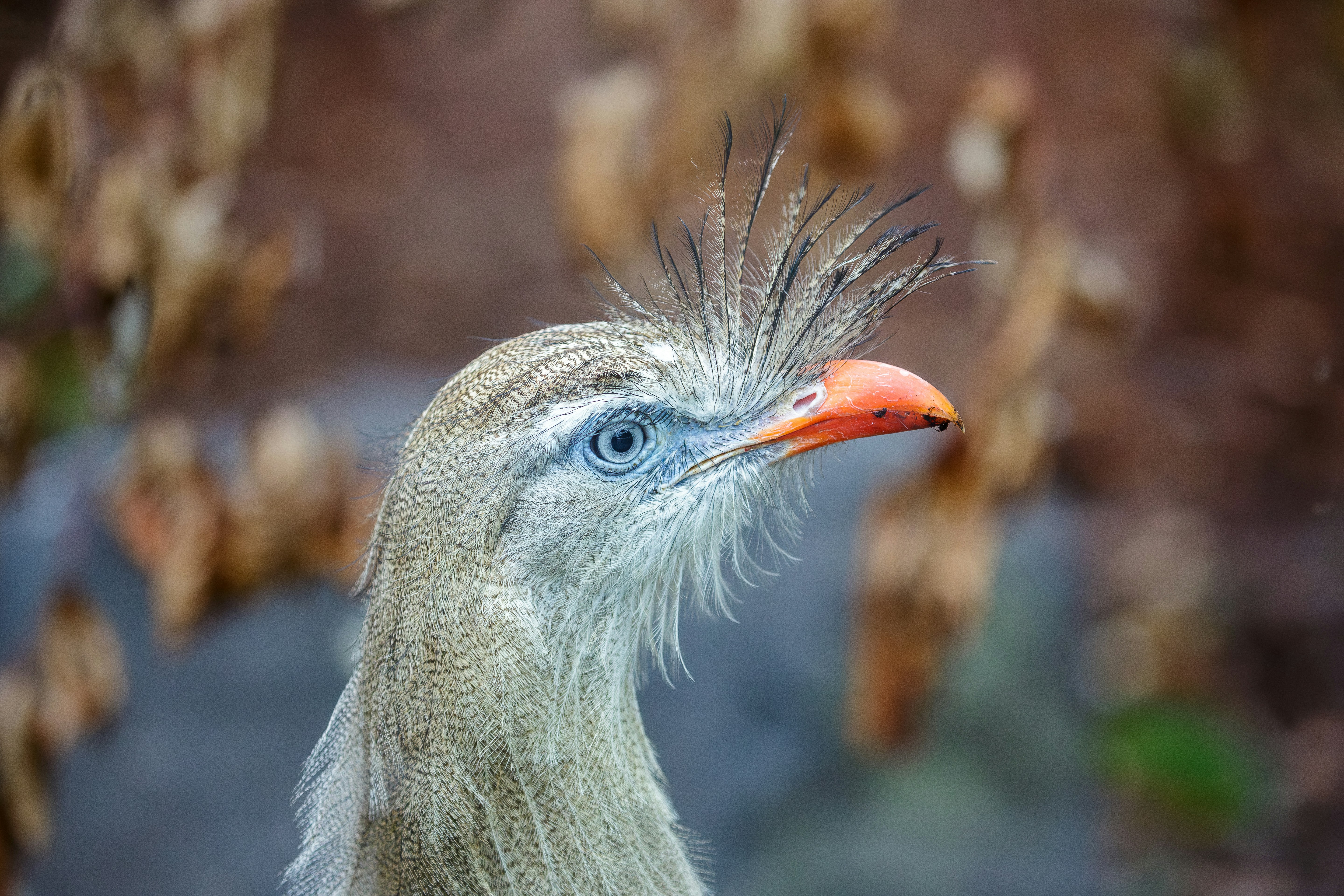 Close-up Portrait of a Red-legged Seriema Bird with Orange Beak and Spiky Crest