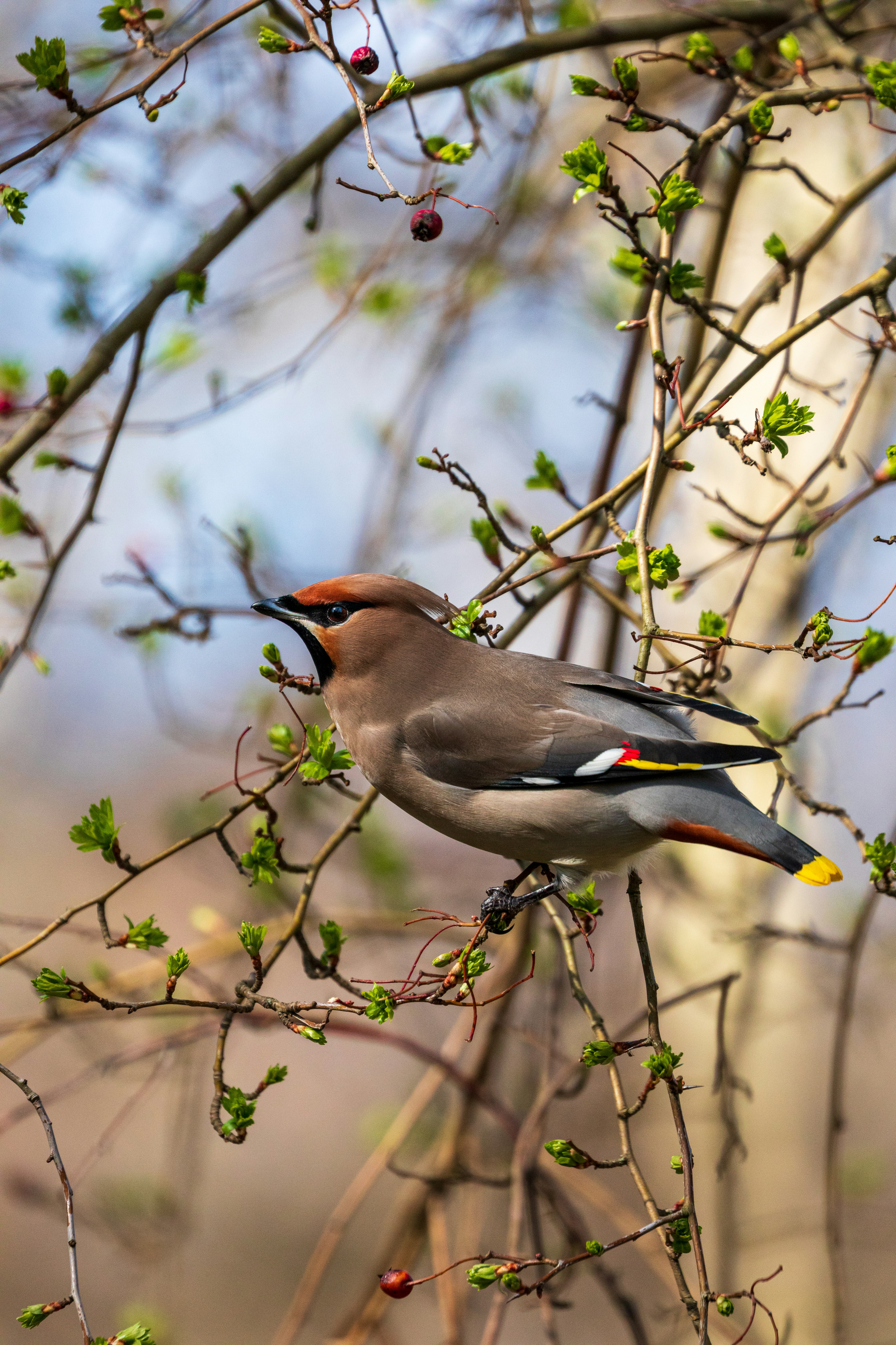 Streak of Red-tail Brightness: A Bohemian Waxwing on Thorned Vines