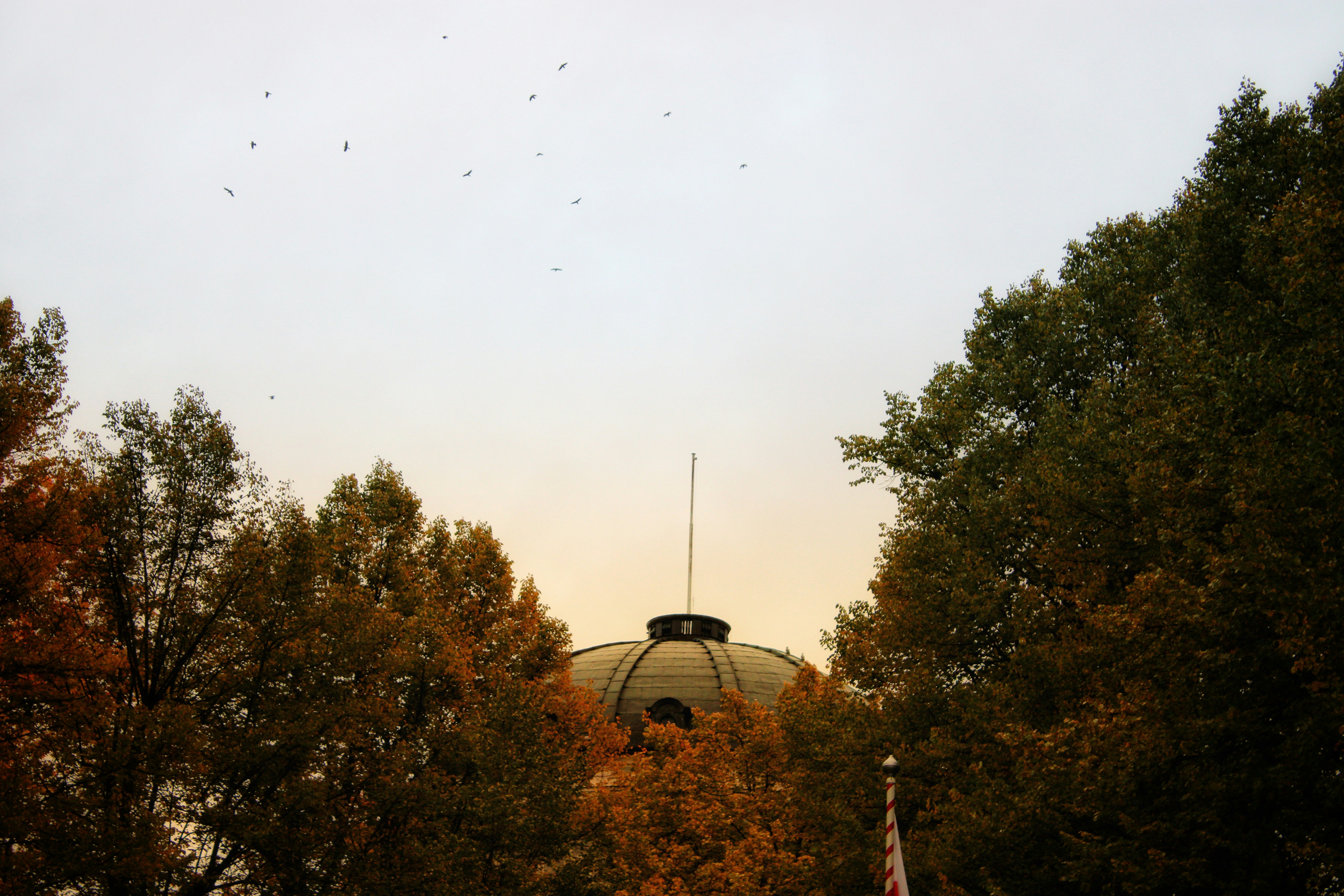 Dome Over the Dusk: A Tree-Framed Civic Beacon