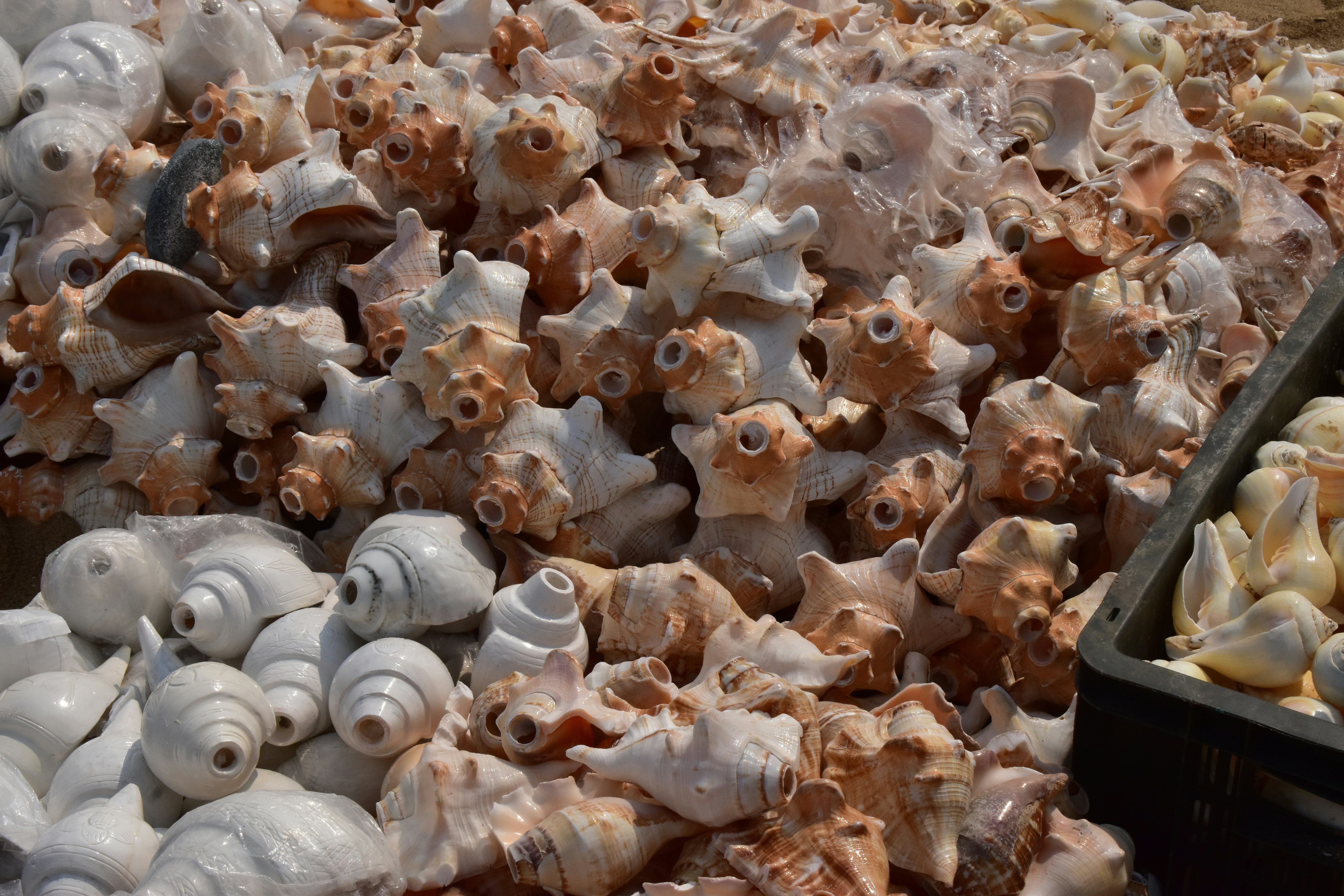 Cascade of Seashells: A Shoreline Bounty in Warm Light