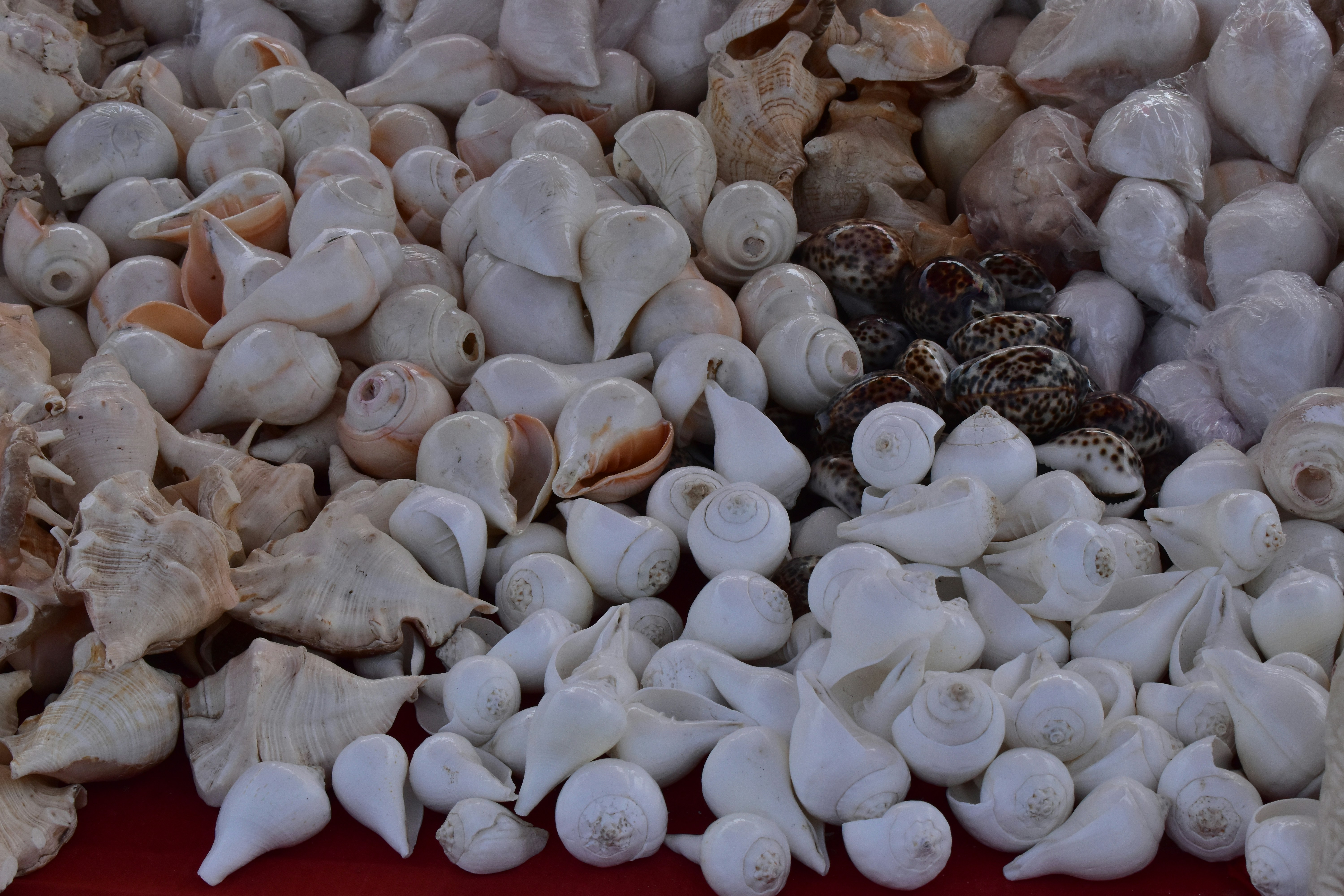 Photo by Ritojnan Mukherjee with Nikon D3500