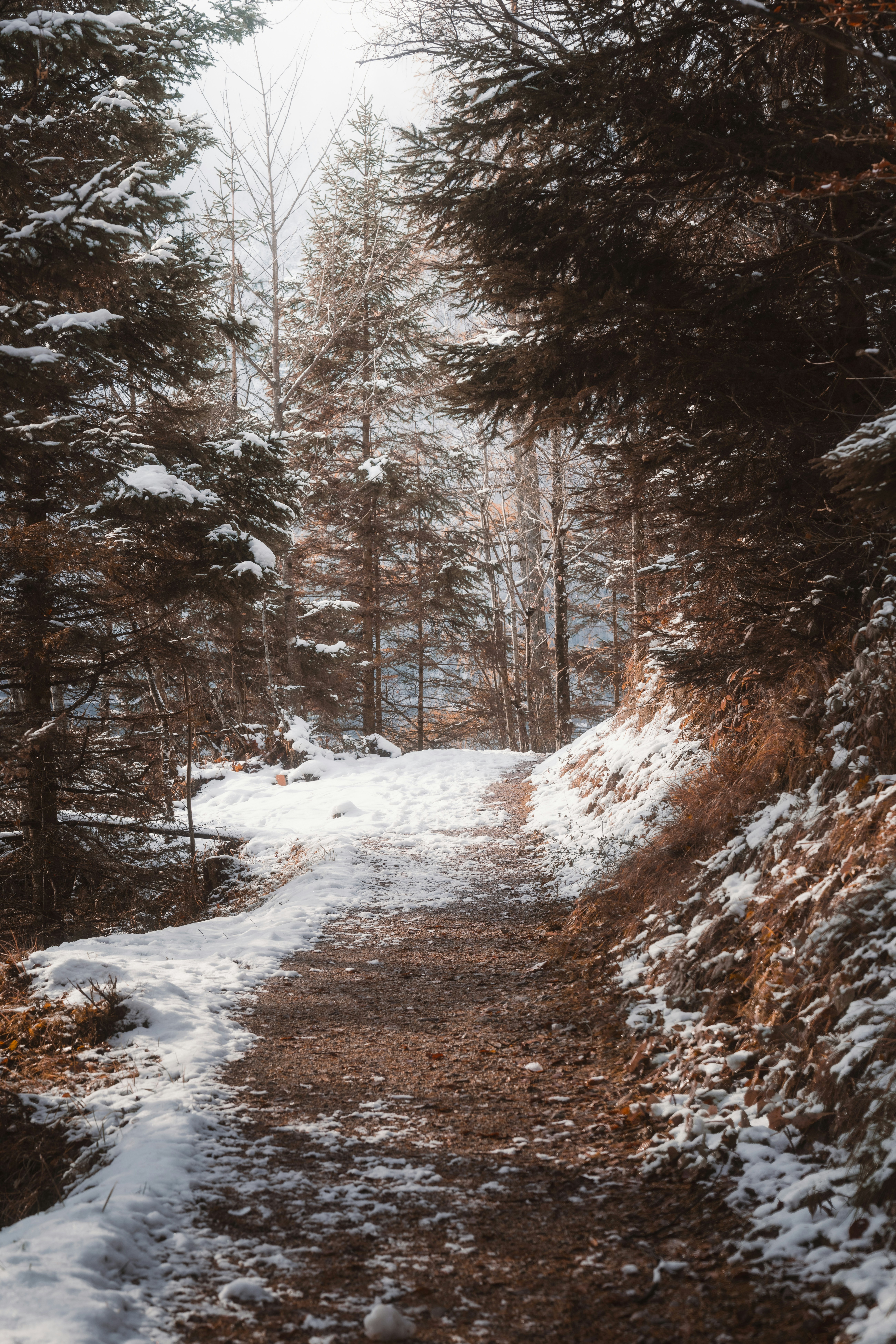 Snowy Forest Trail in Winter Light