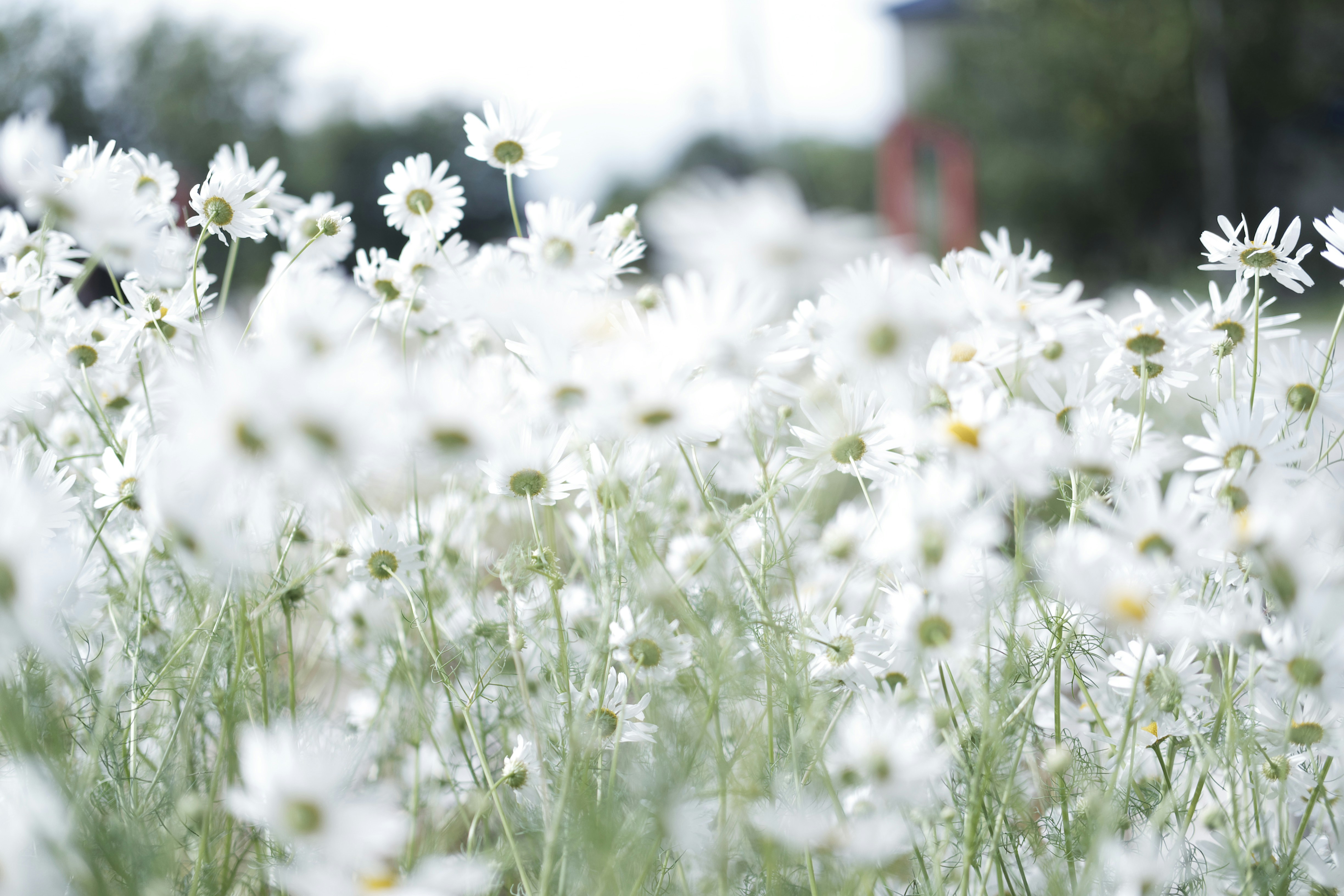 Field of White Daisies in Soft Focus