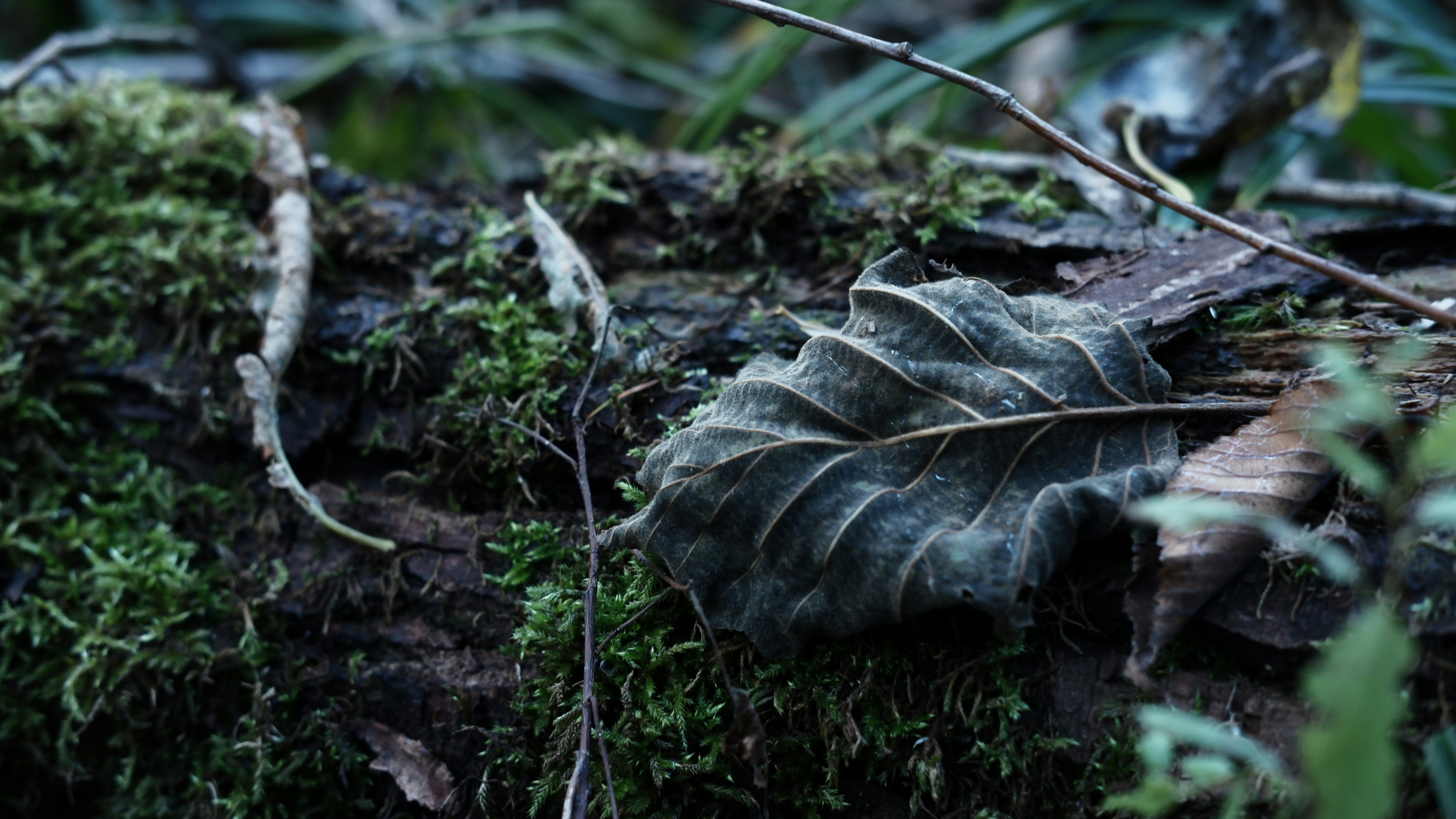 Moss and Withered Leaf on a Forest Floor