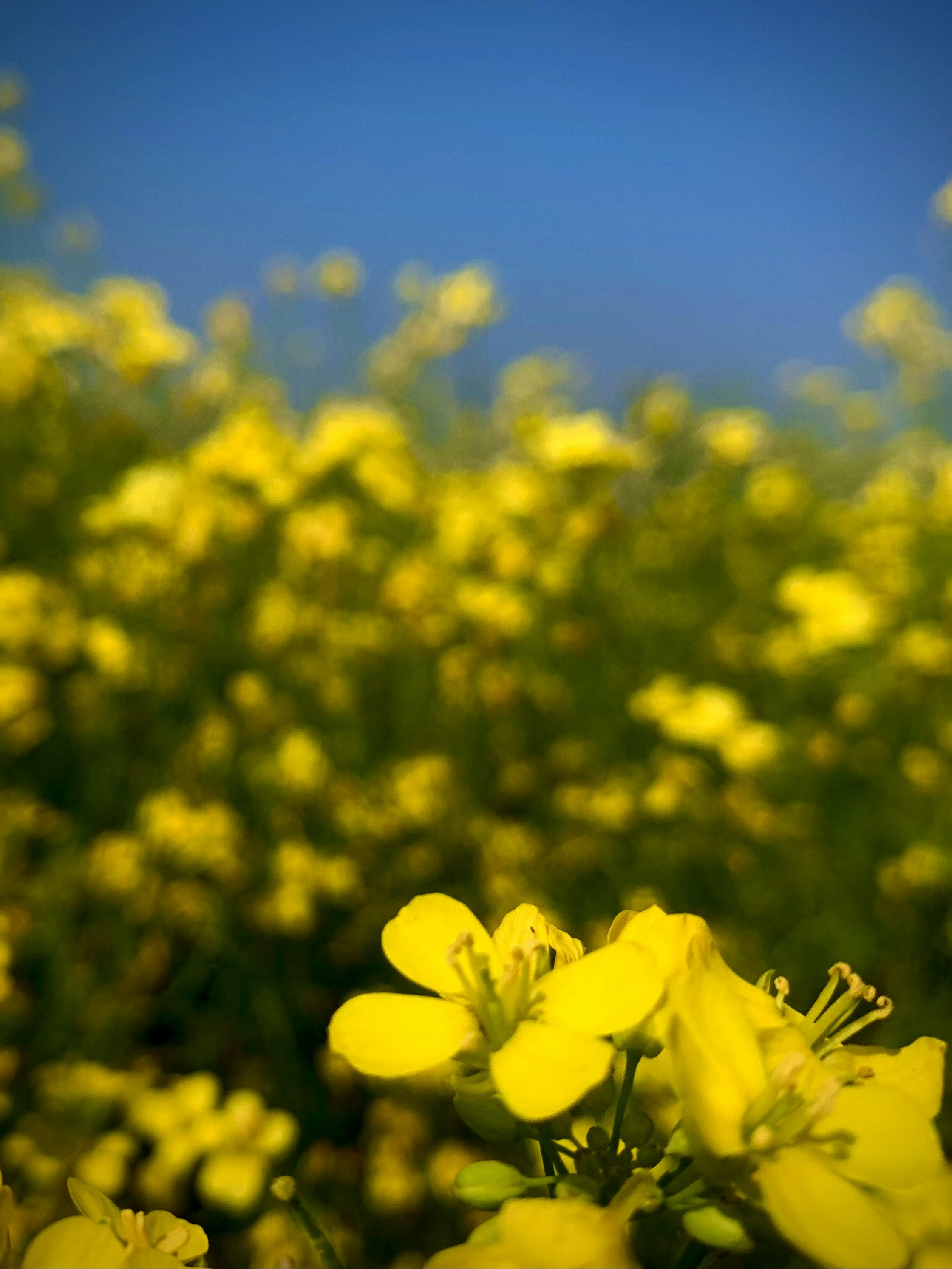 A serene mustard flower field in full bloom, capturing the golden charm of nature in its purest form. This vibrant rural landscape is a symbol of simplicity, warmth, and the quiet beauty of countryside life.