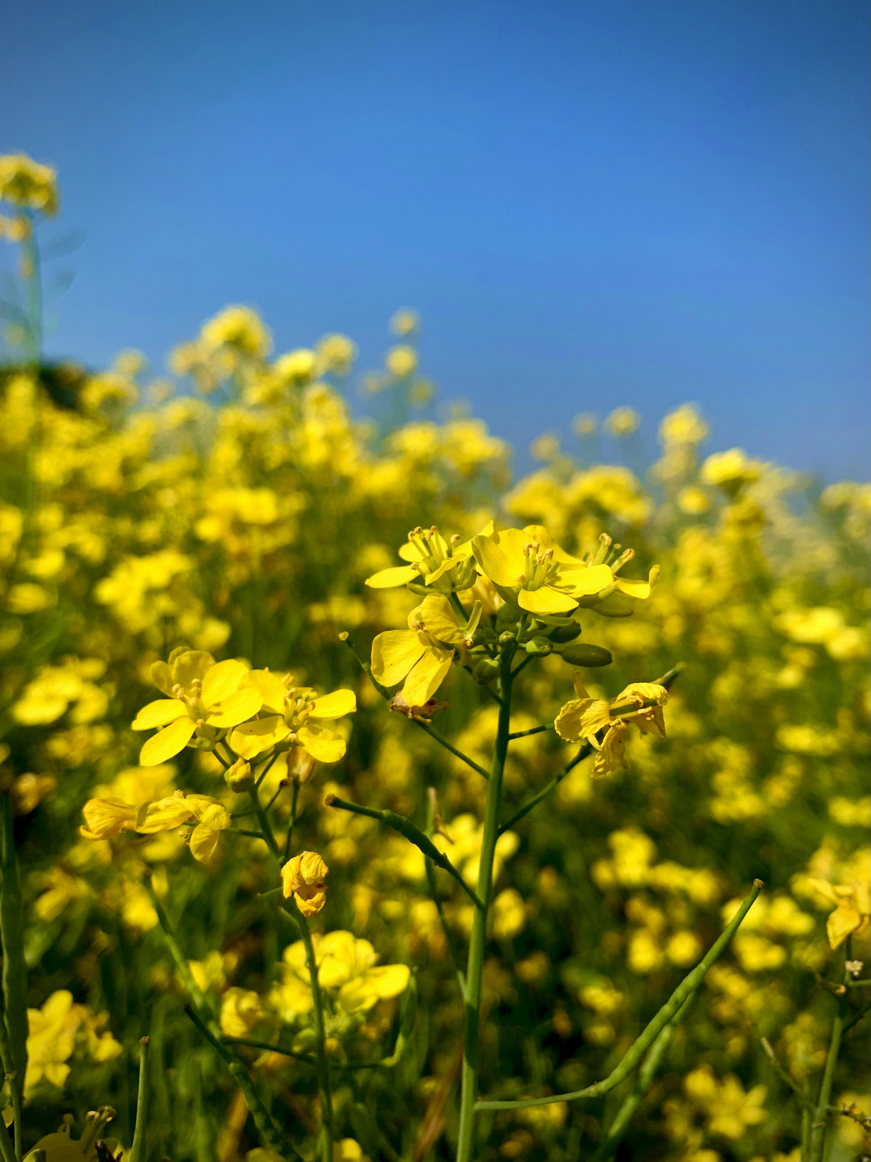 Sunlit Canola Crown: A Field of Golden Flames