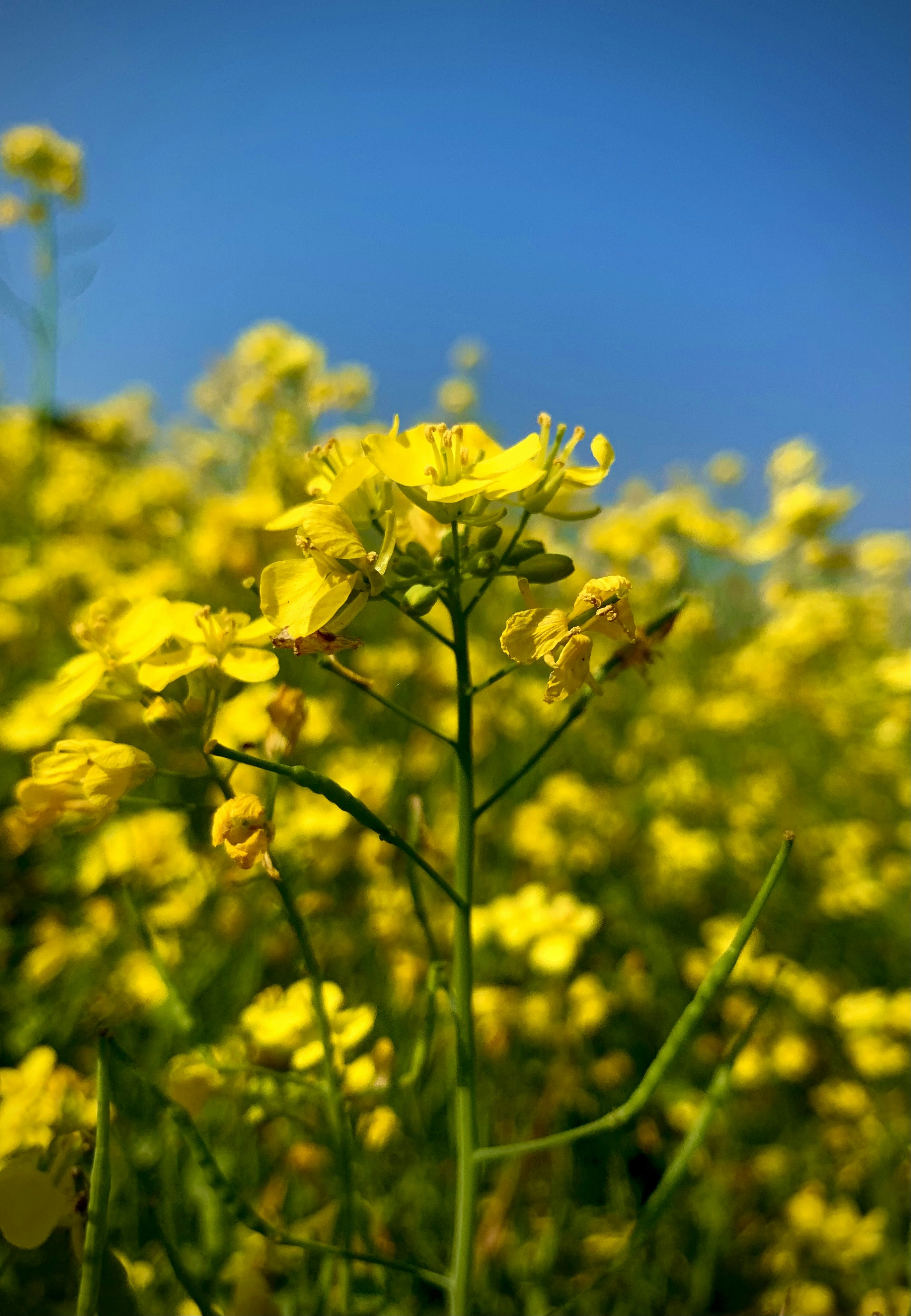A serene mustard flower field in full bloom, capturing the golden charm of nature in its purest form. This vibrant rural landscape is a symbol of simplicity, warmth, and the quiet beauty of countryside life.