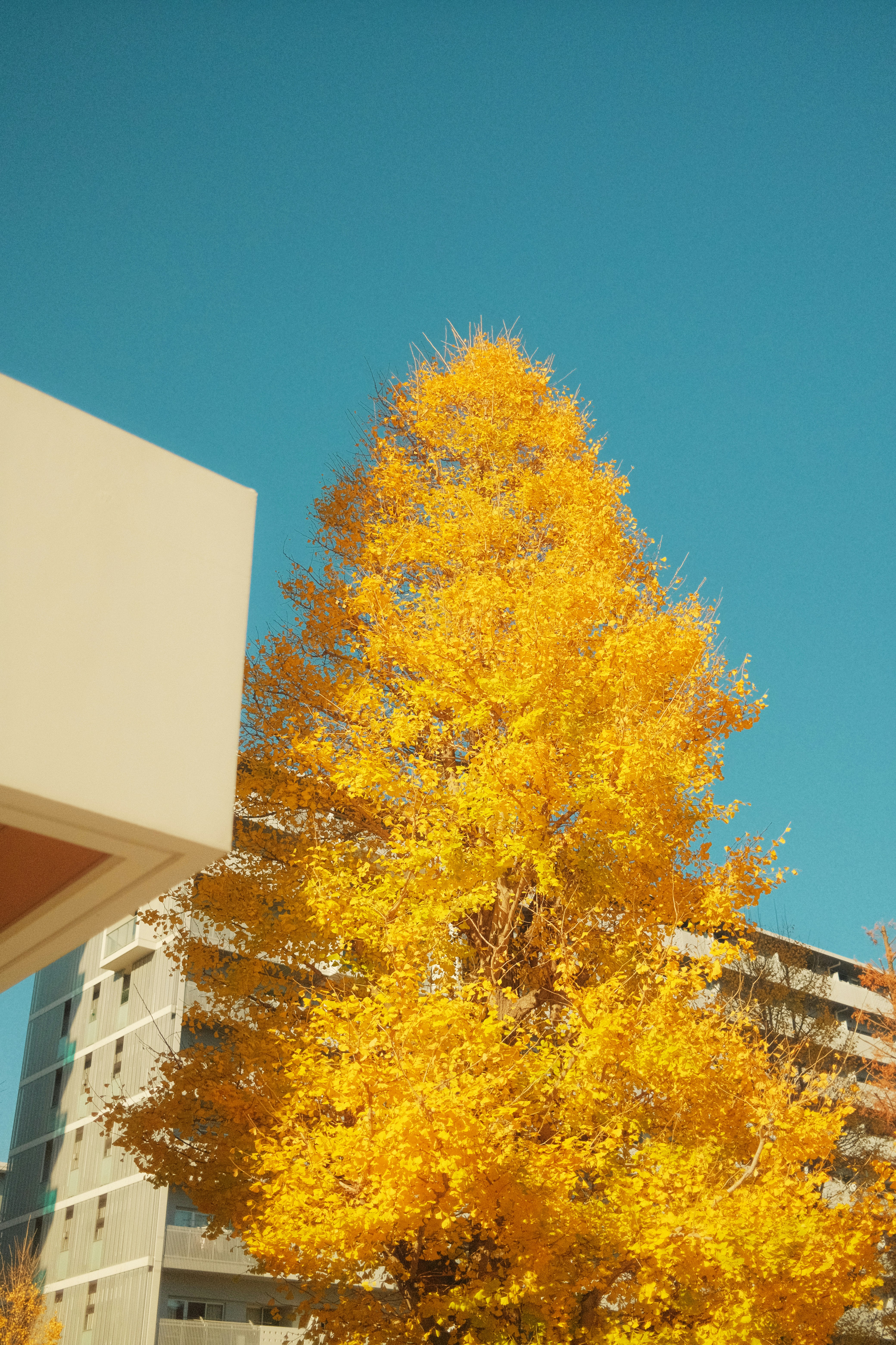 Bright yellow tree against a clear blue sky. photo – Free Building ...