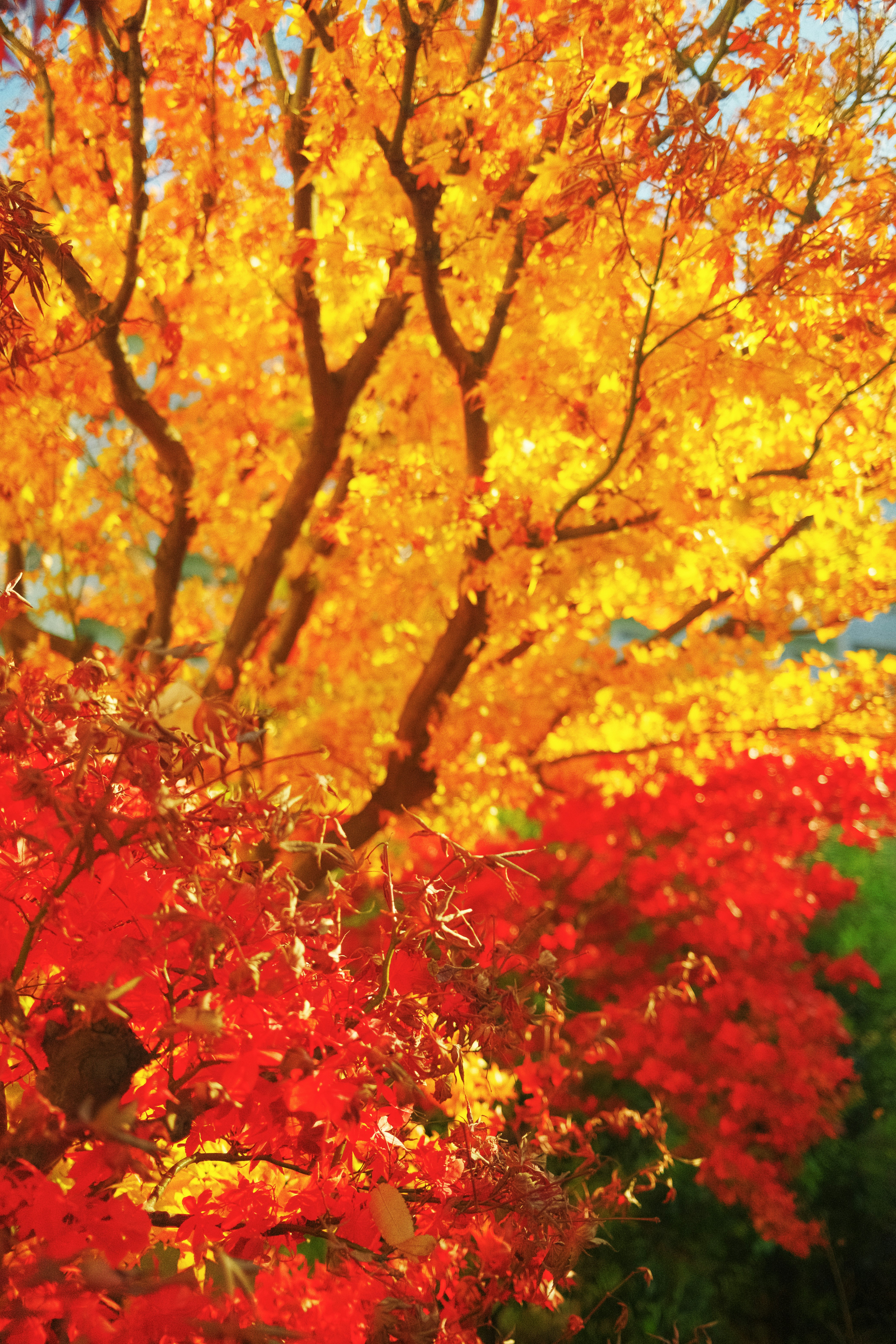 Photo by ZENG YILI with Fujifilm X100V