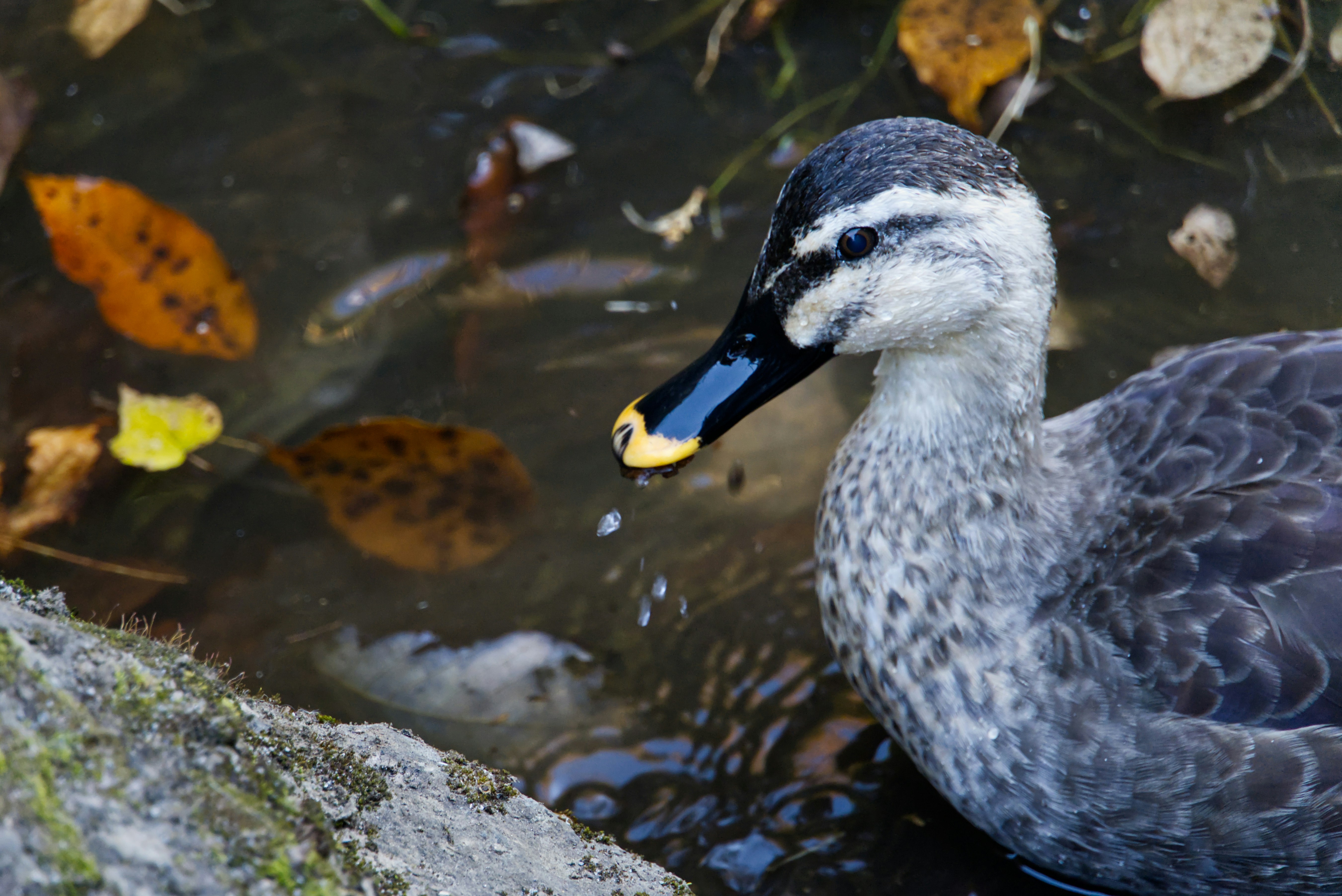 Photo by kuu akura with Sony Alpha 6700