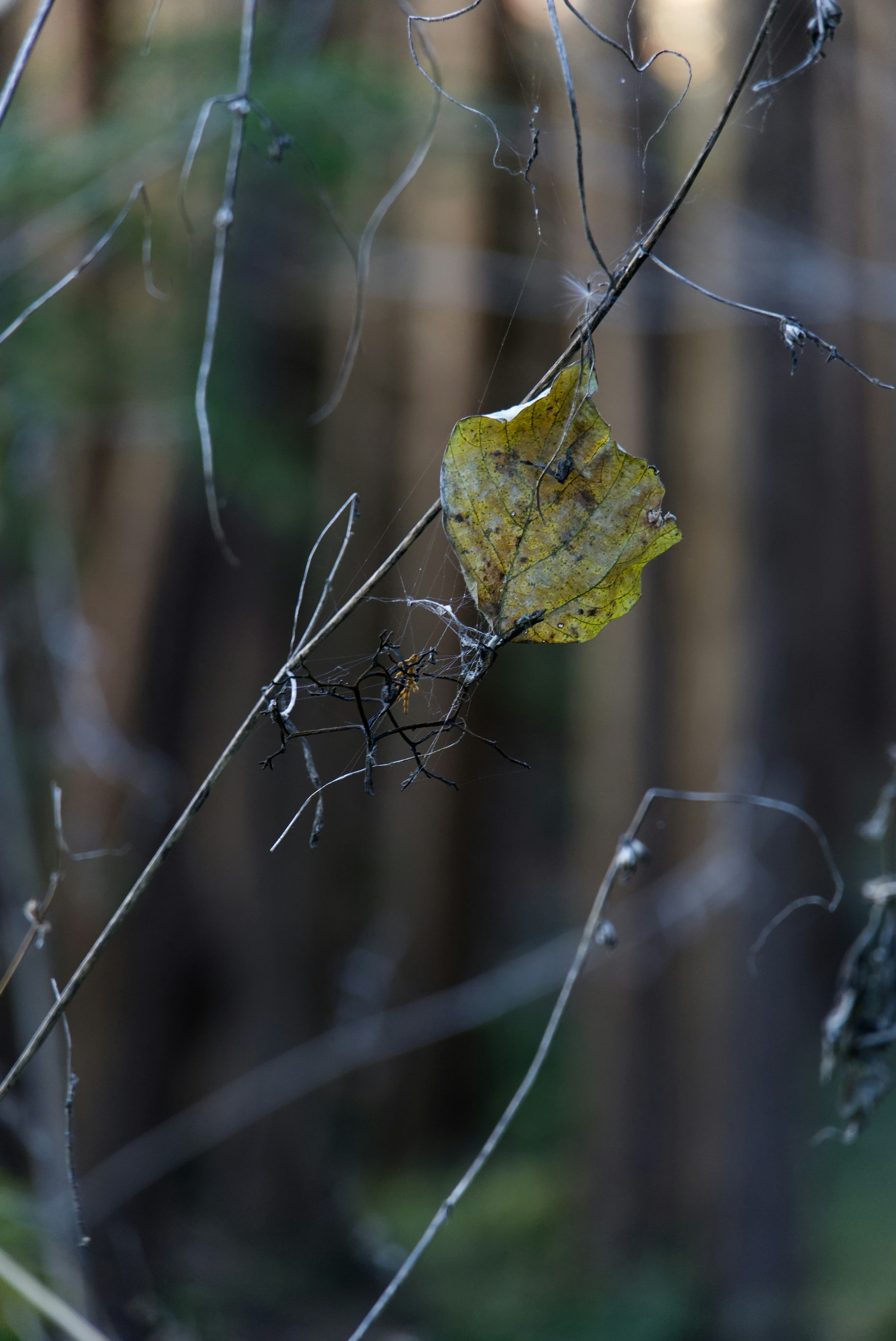 Autumn Leaf Adrift on a Web of Silhouettes