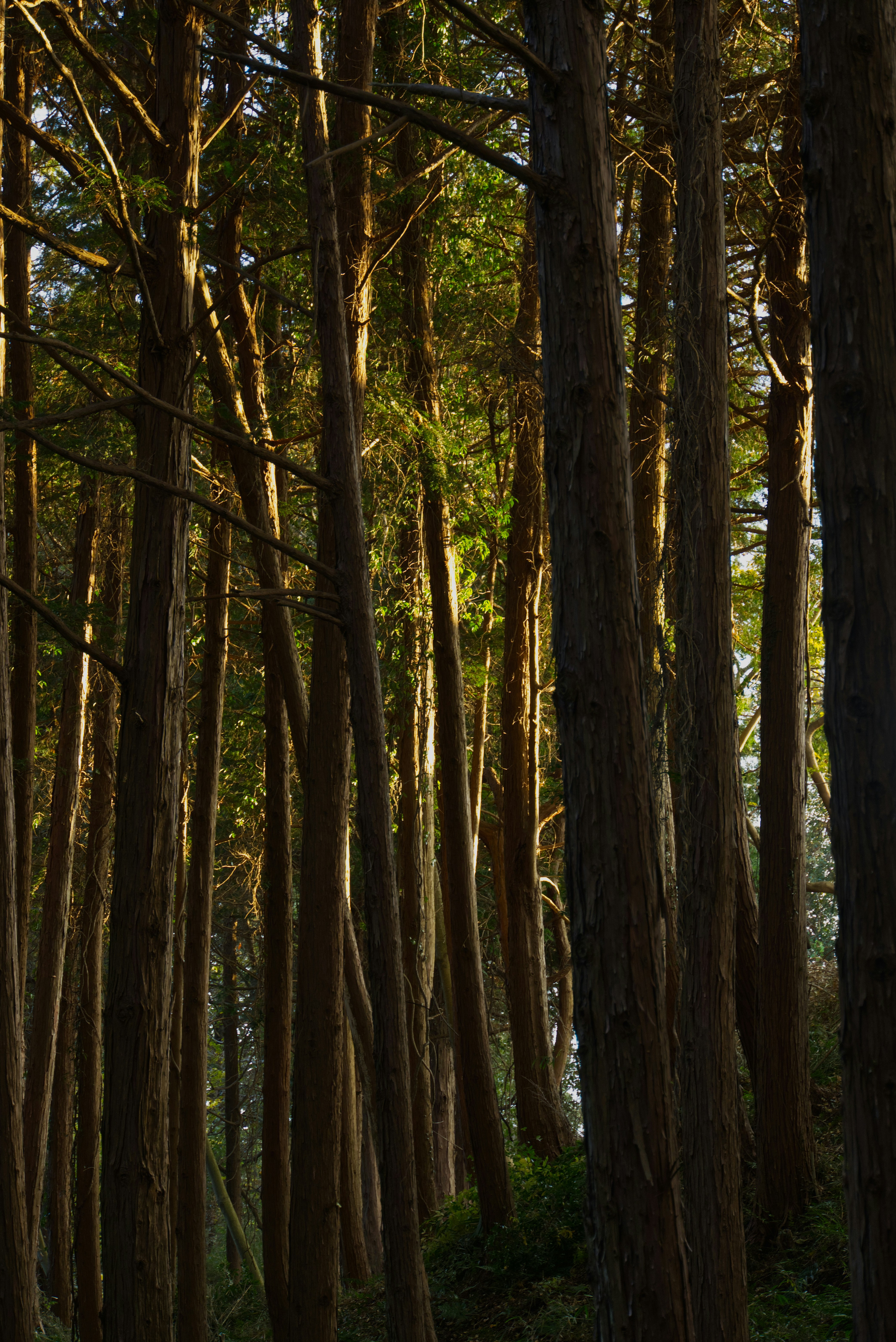 Photo by kuu akura with Sony Alpha 6700