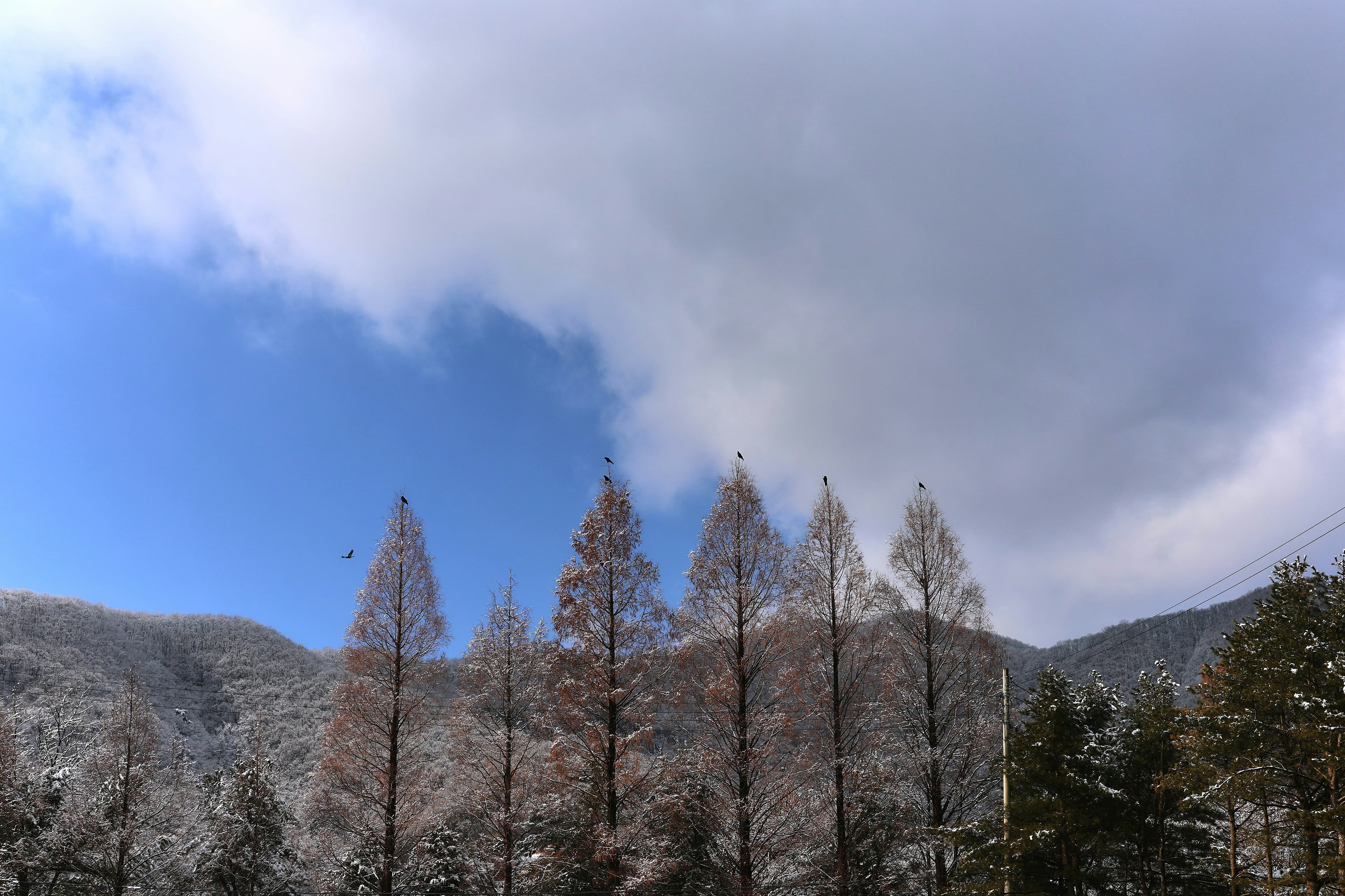Snowy Line of Trees Under a Moody Sky