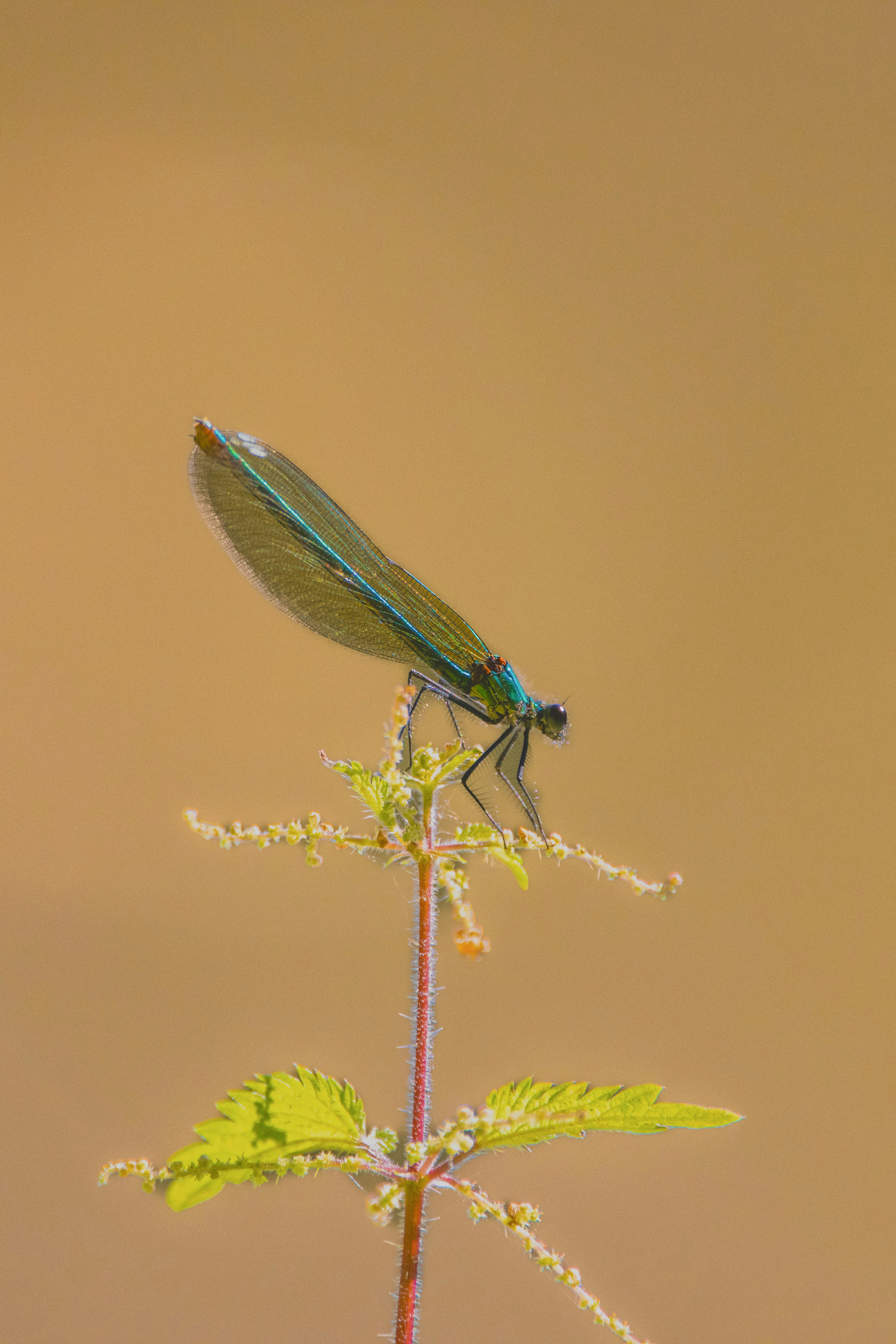 Photo by Siegfried Poepperl with Nikon Z8