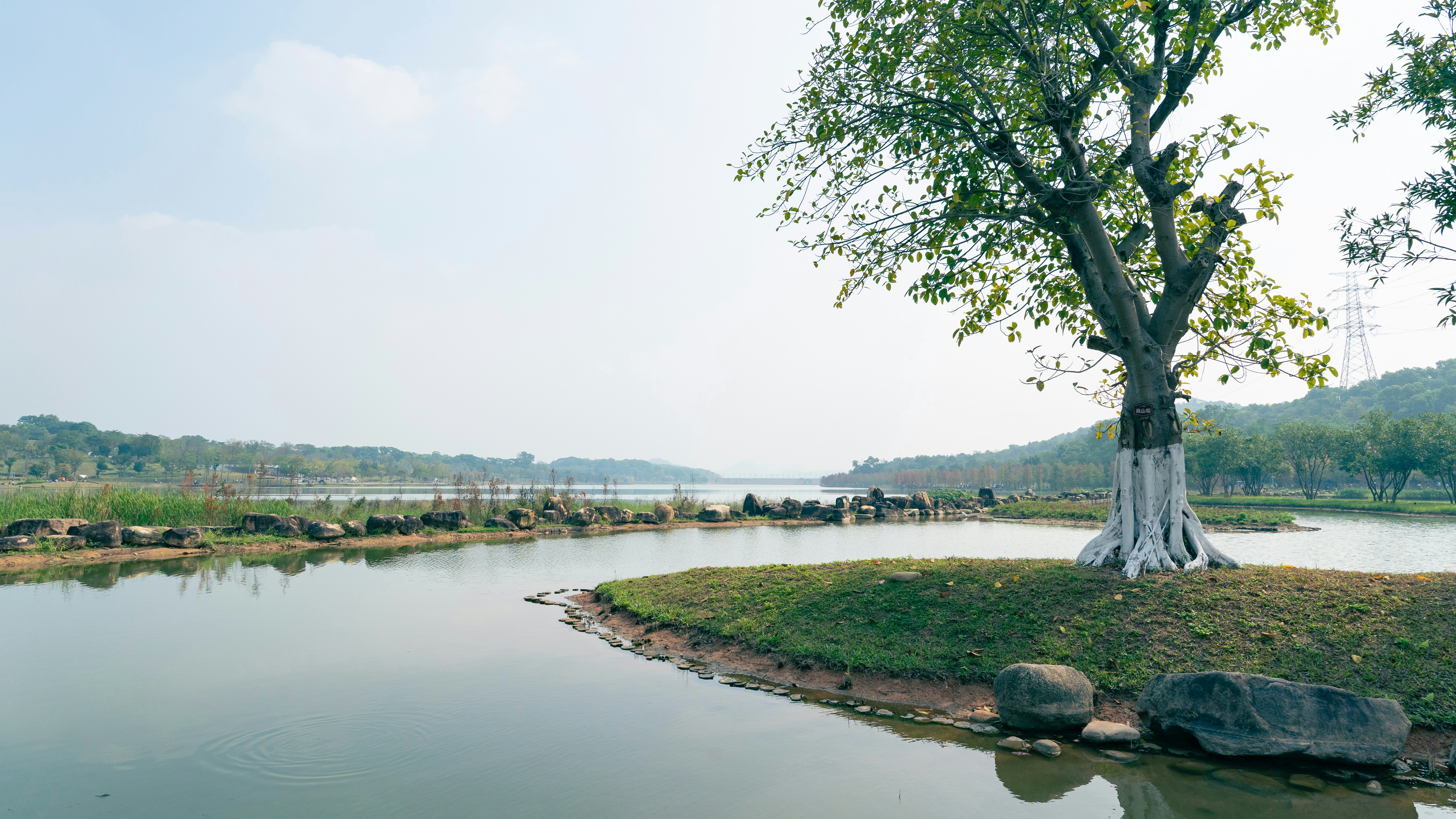 Serene lakeside landscape with a large tree and clear blue sky