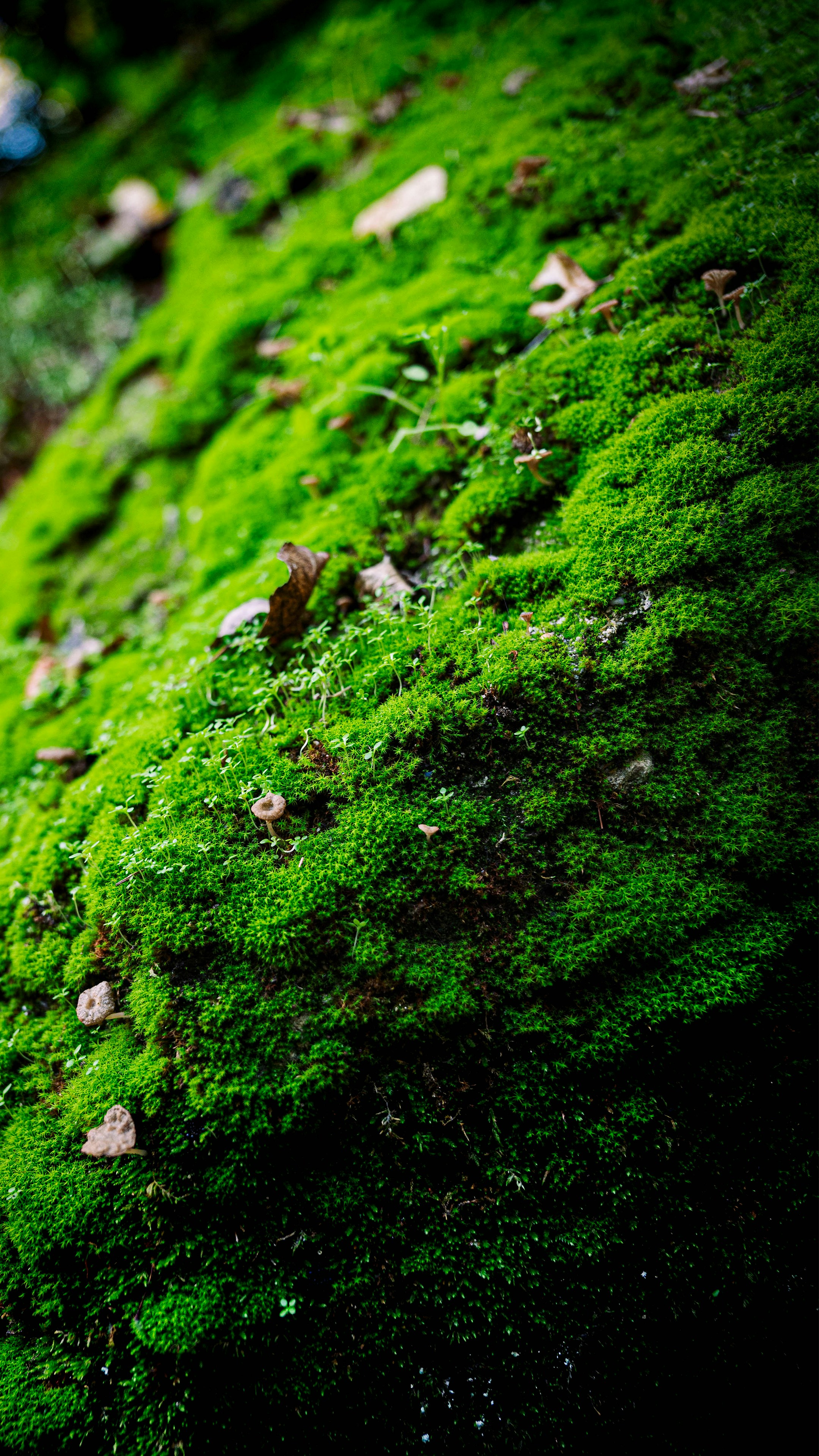 Plamen Petkov (@plambaata) | Komunitas Foto Unsplash