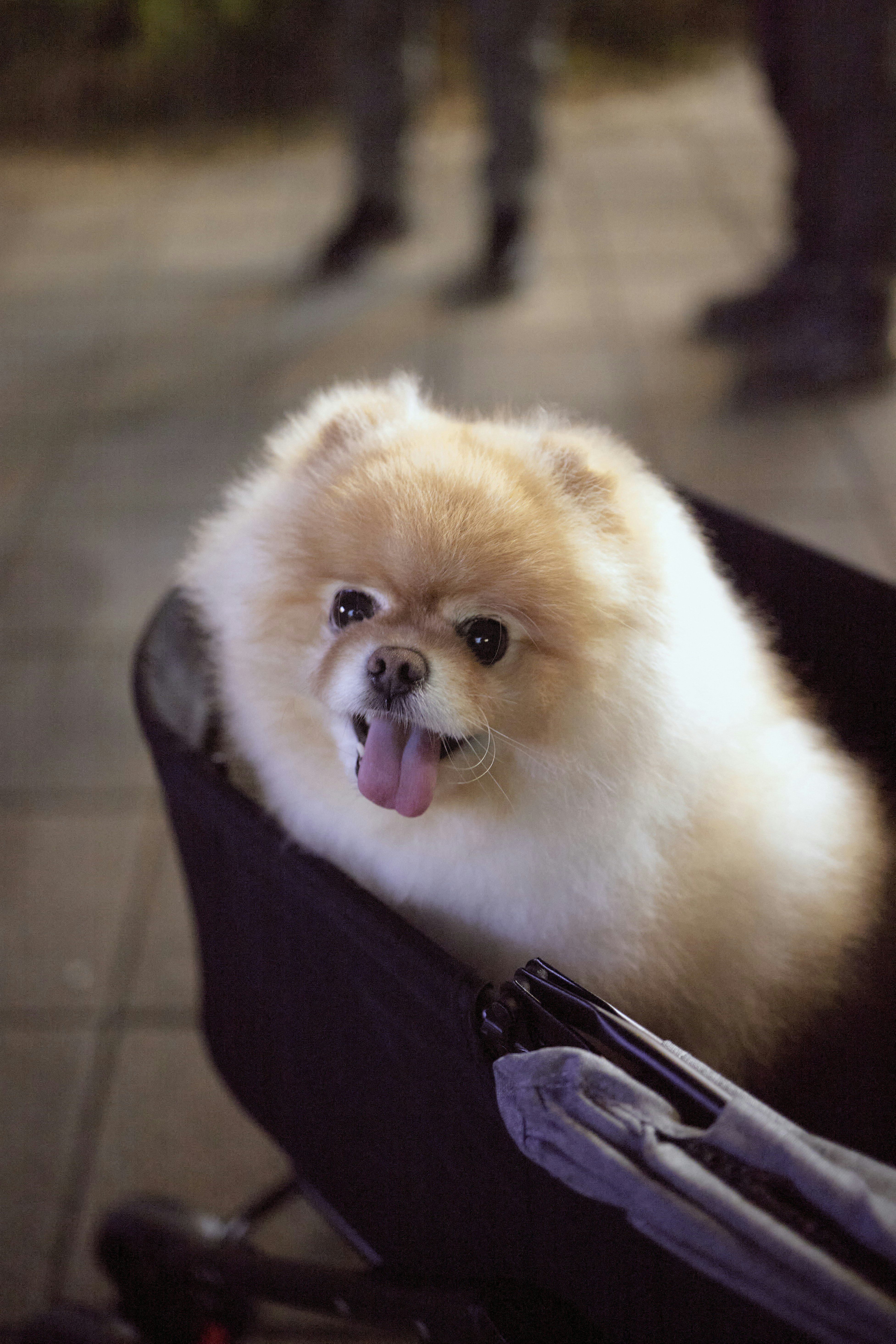 Photo by po yu with Canon EOS RP